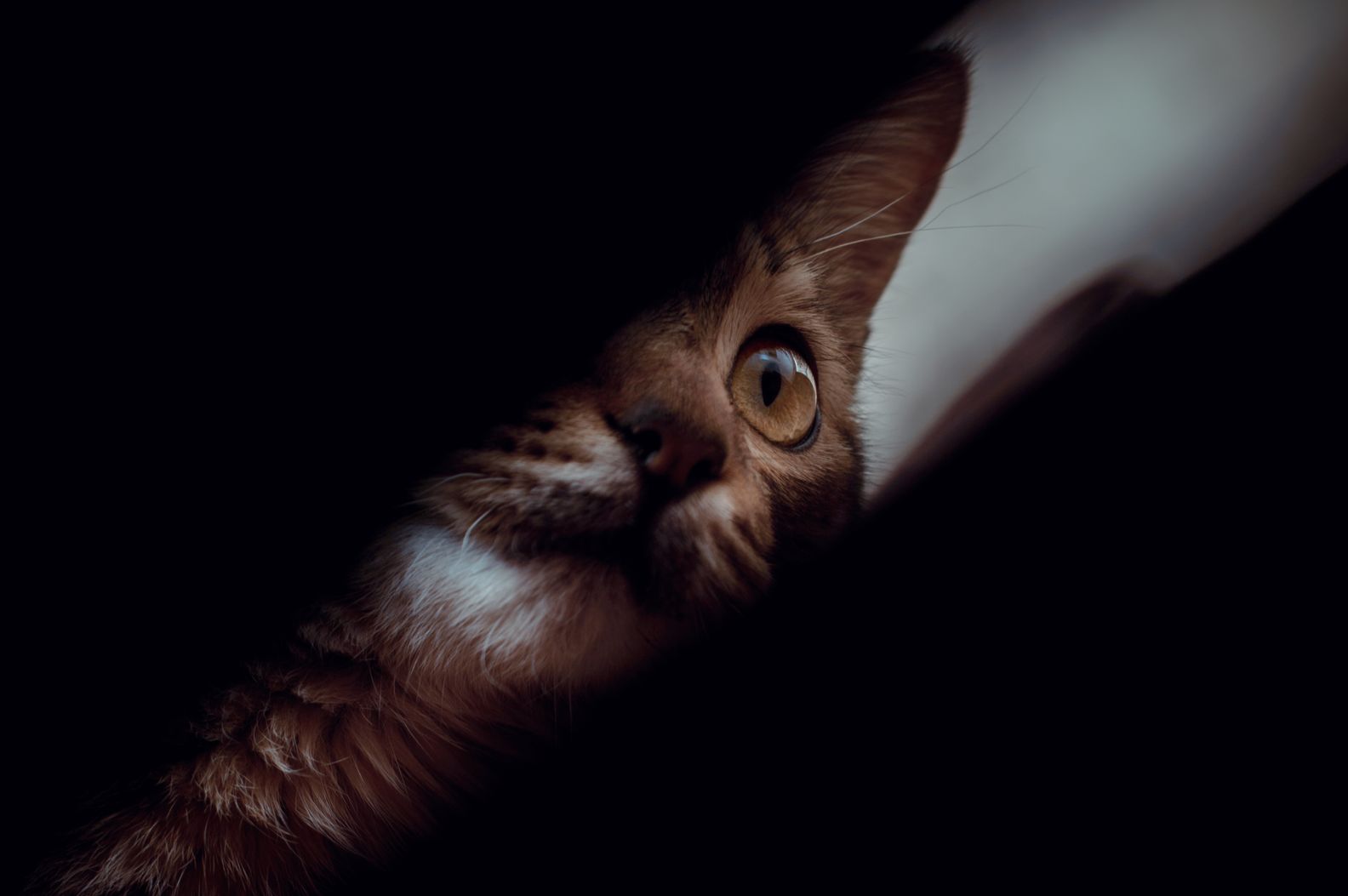 Understanding Genetic Diseases in Cats: Symptoms & Care