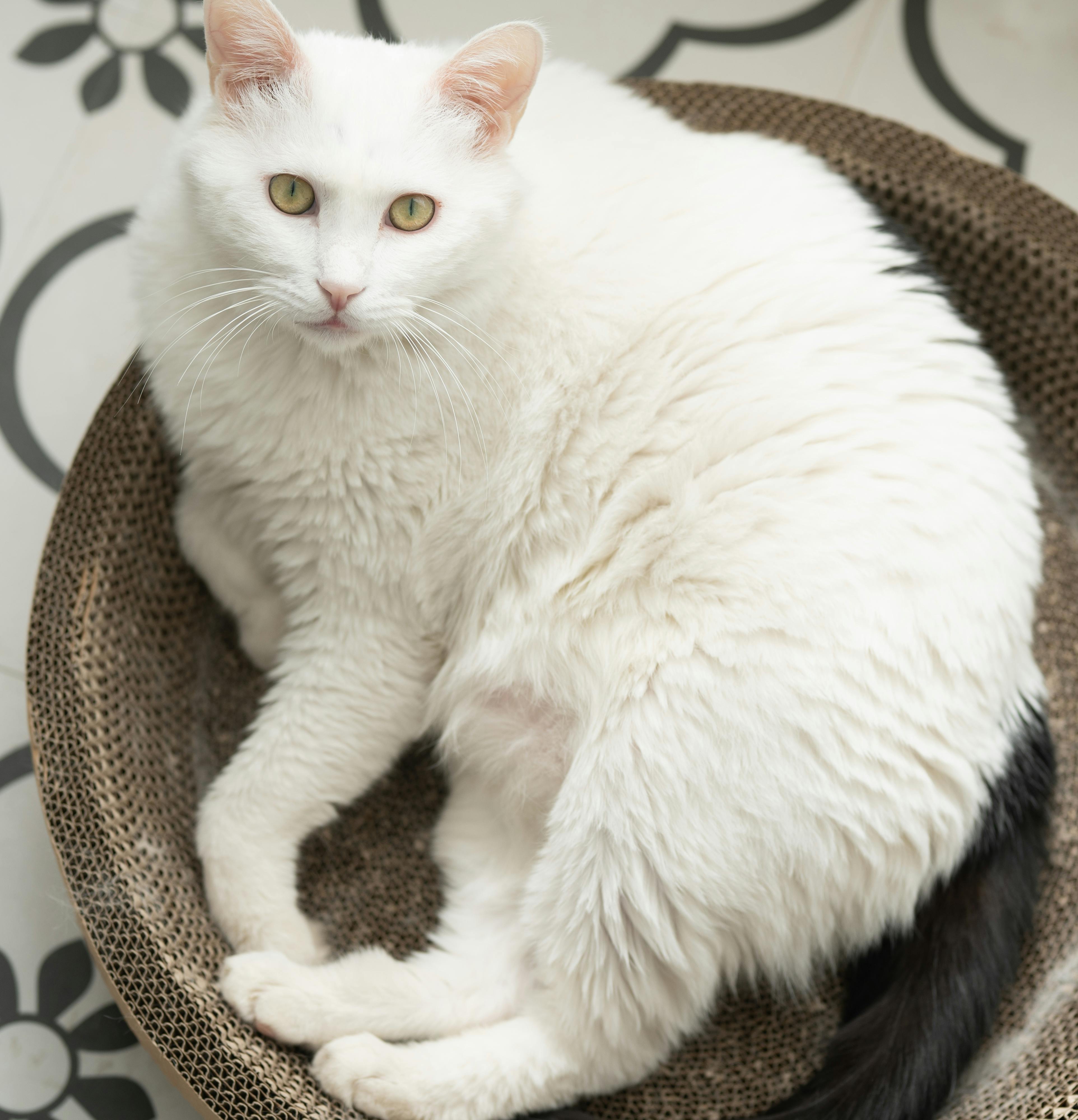 A Close-Up Shot of a White Cat · Free Stock Photo