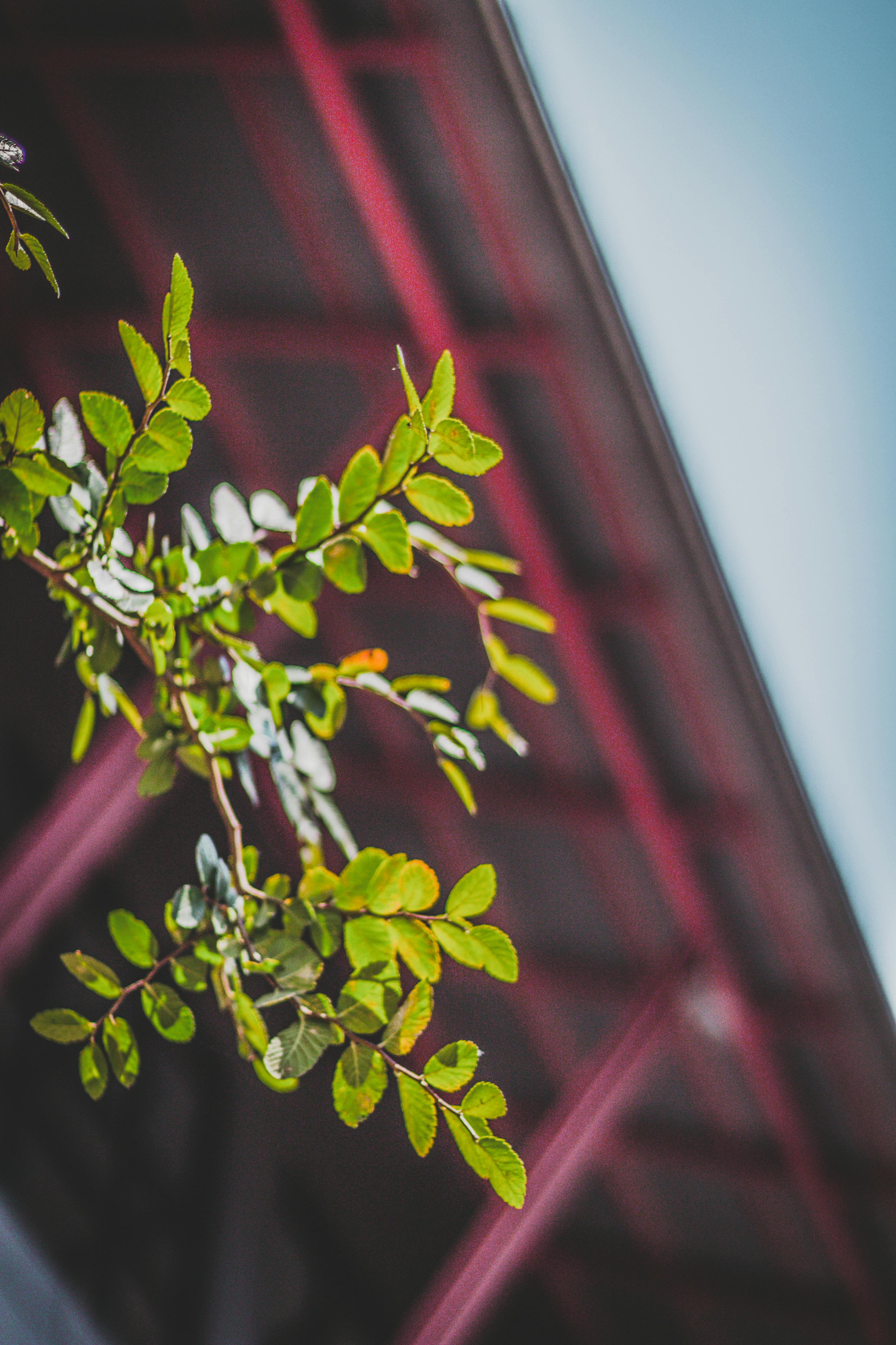 Macro Photograph of Green Leaf · Free Stock Photo