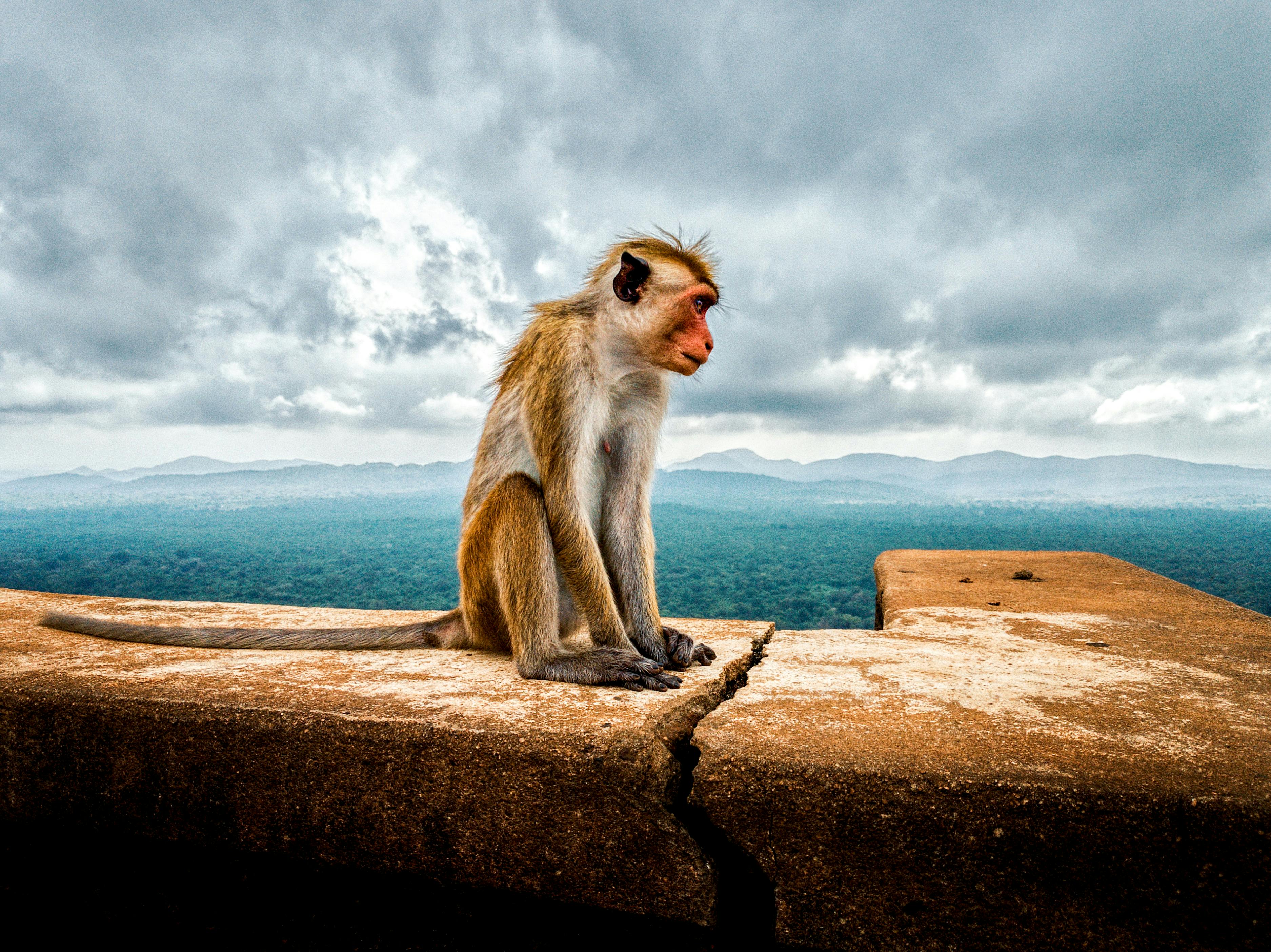 Monkey Sitting on Brown Concrete · Free Stock Photo