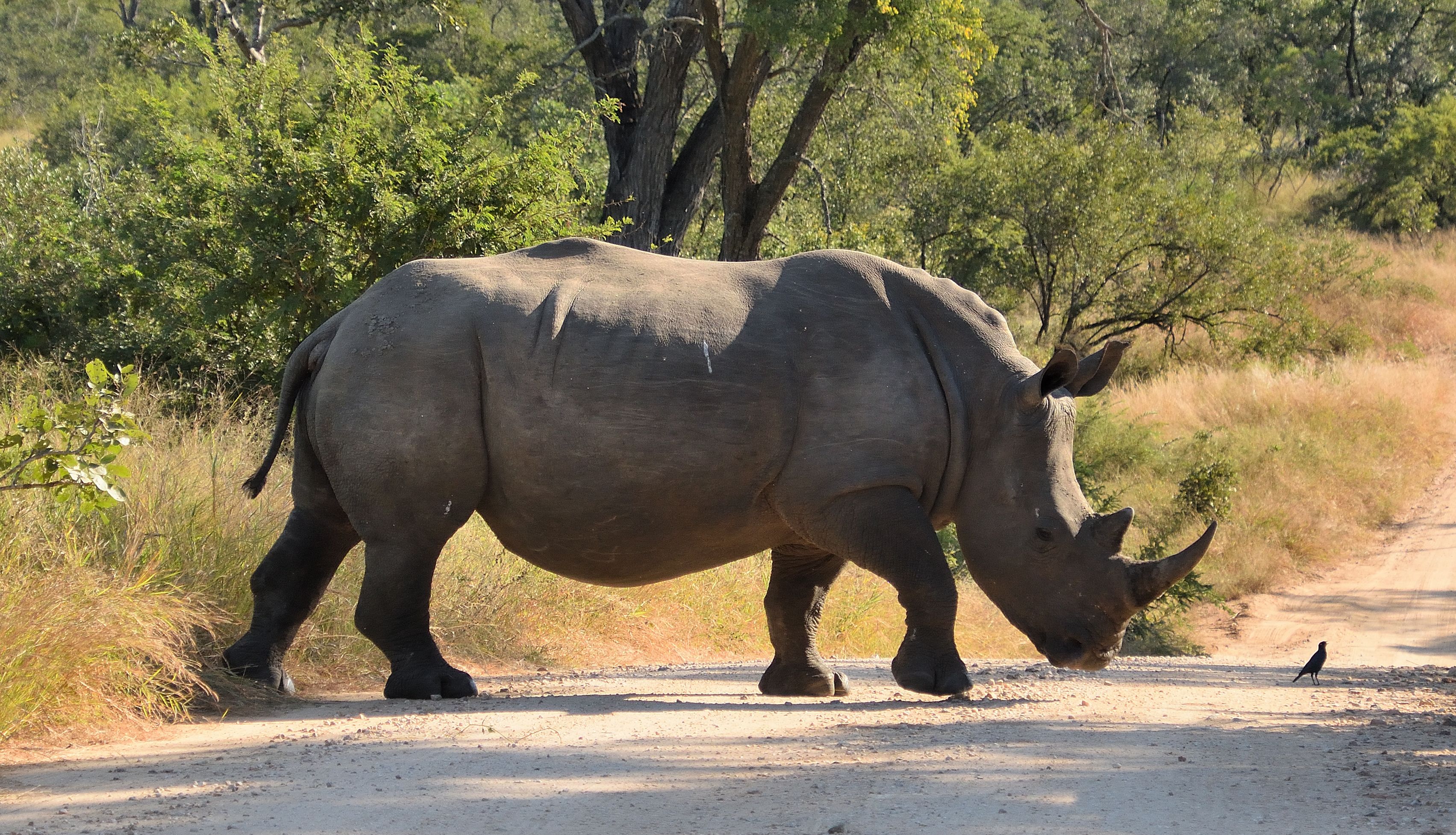 Close-Up Shot of a Rhino Lying on the Field · Free Stock Photo