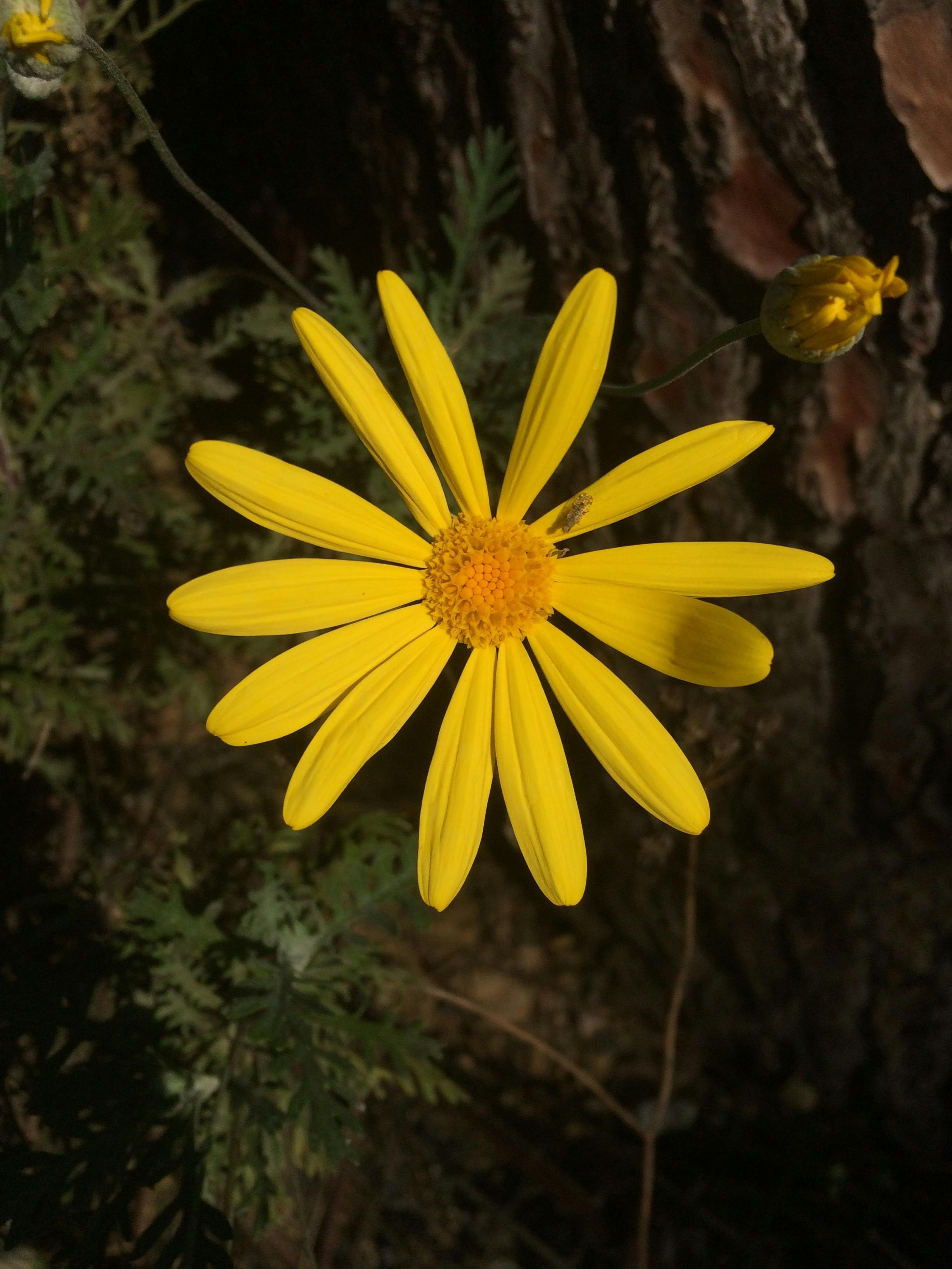 Close-Up Photo of a Yellow Euryops Flower Blooming in a Garden · Free ...