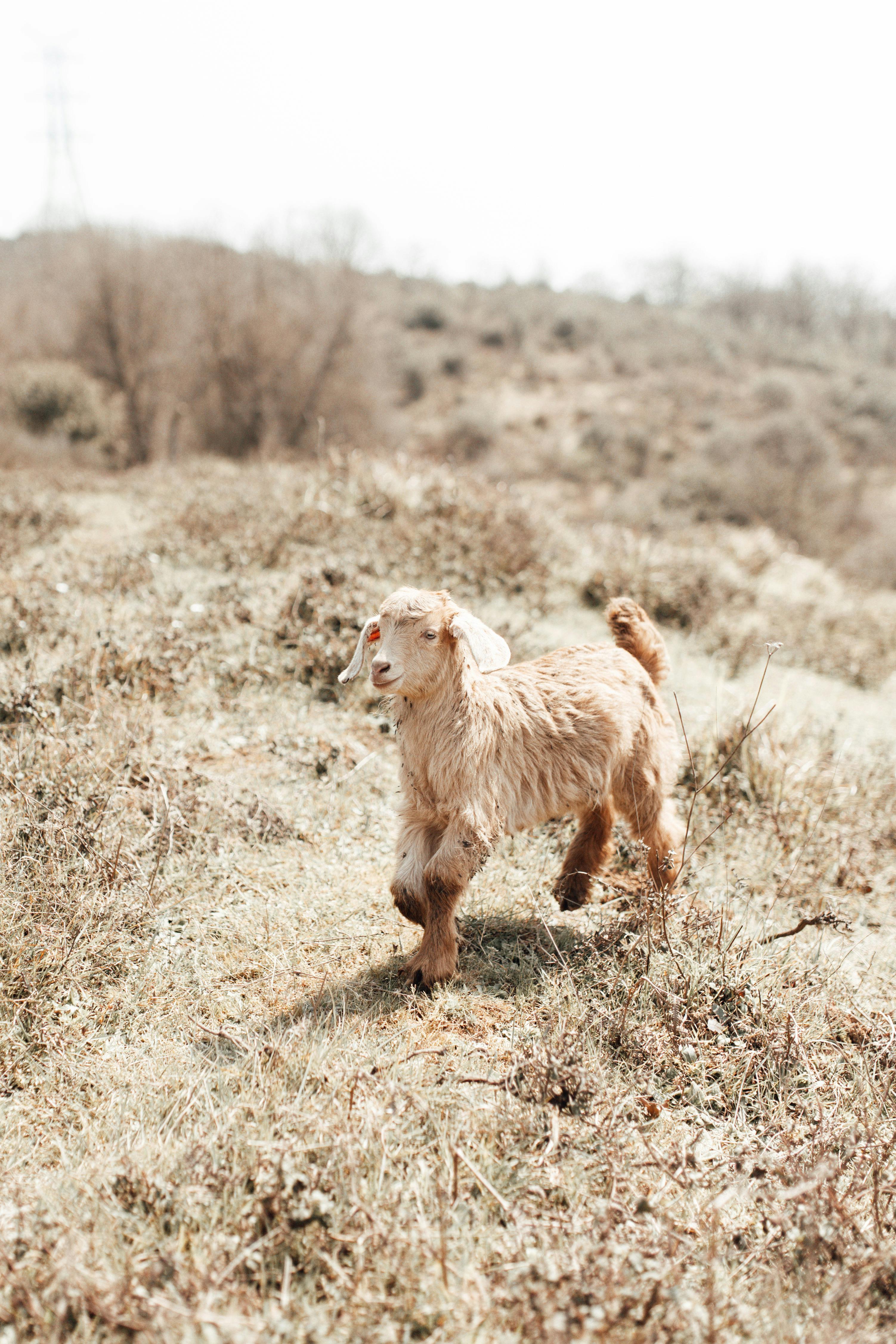 Goat Walking on Grassland · Free Stock Photo