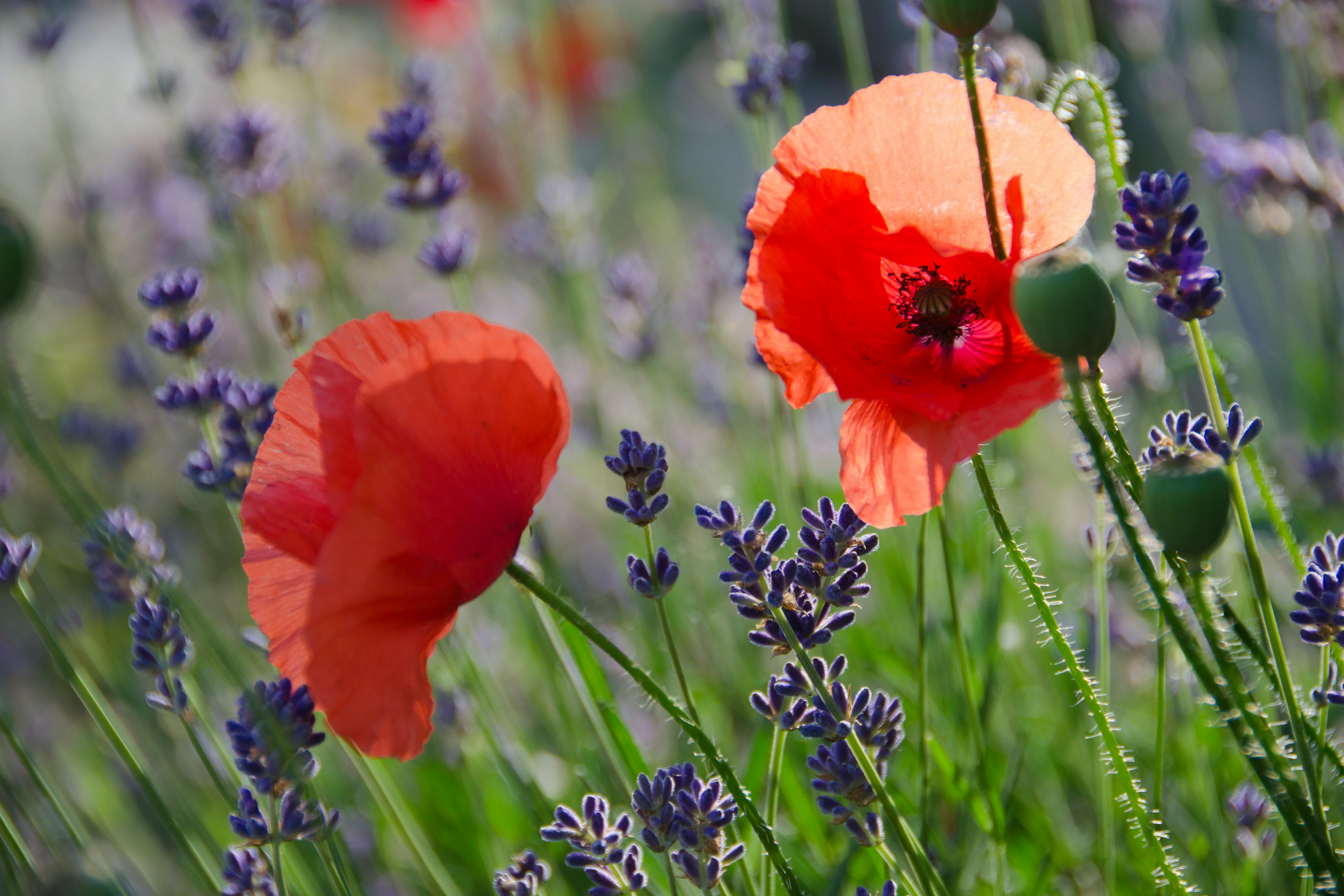 Red Poppy Flowers · Free Stock Photo
