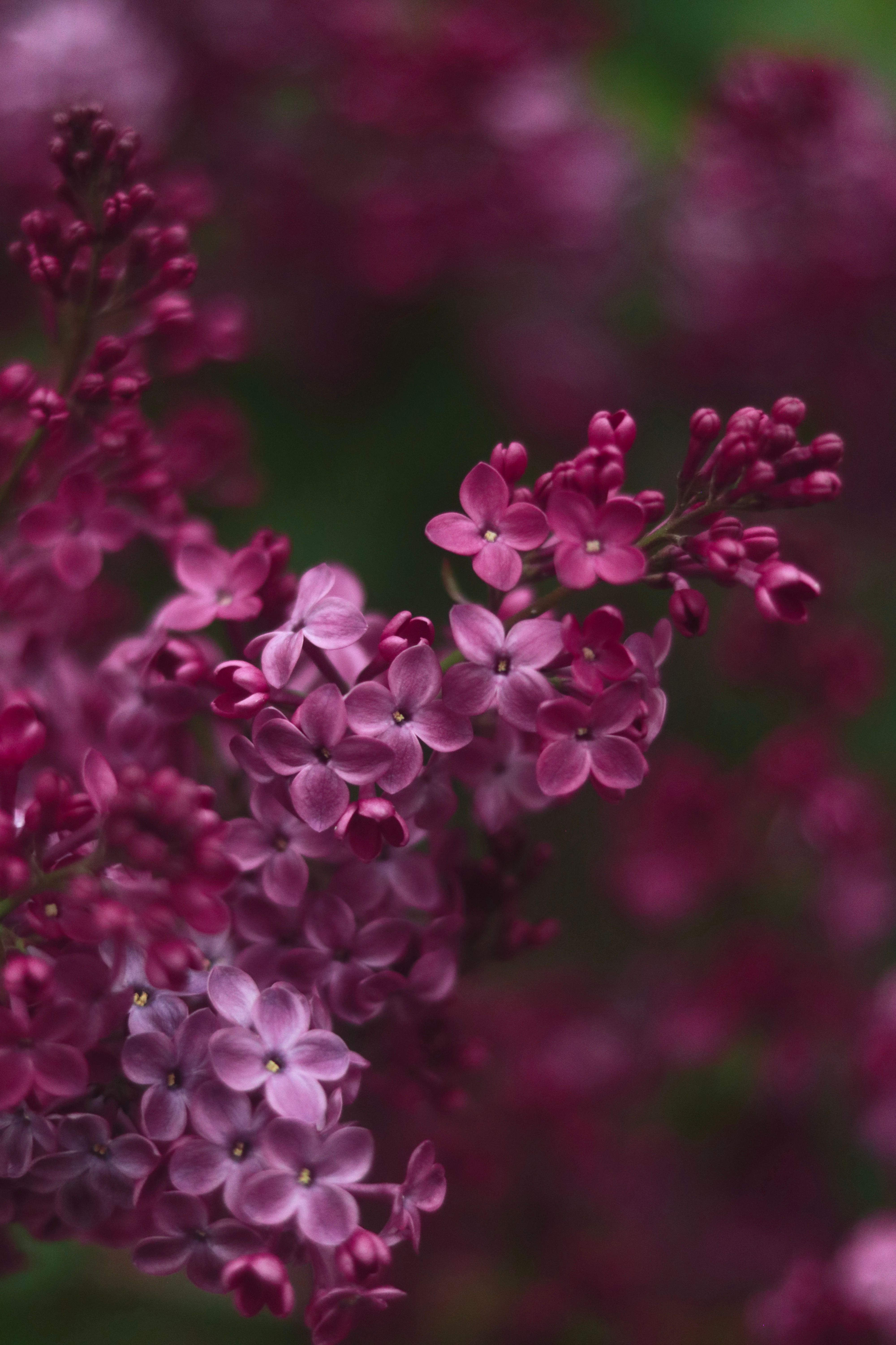 Portrait of Girl with Bouquet of Lilac · Free Stock Photo