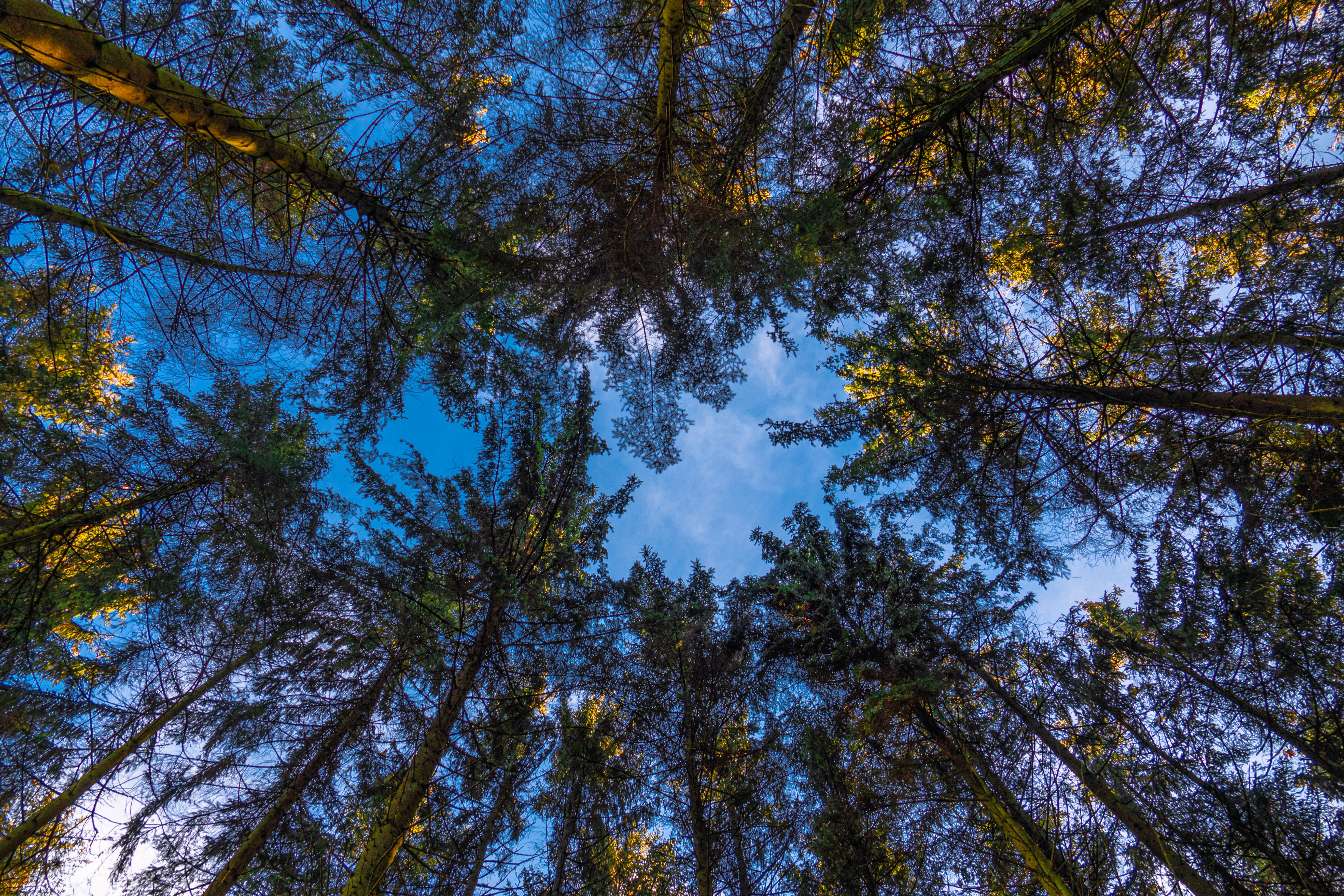 Worm's Eye View of Pine Trees · Free Stock Photo