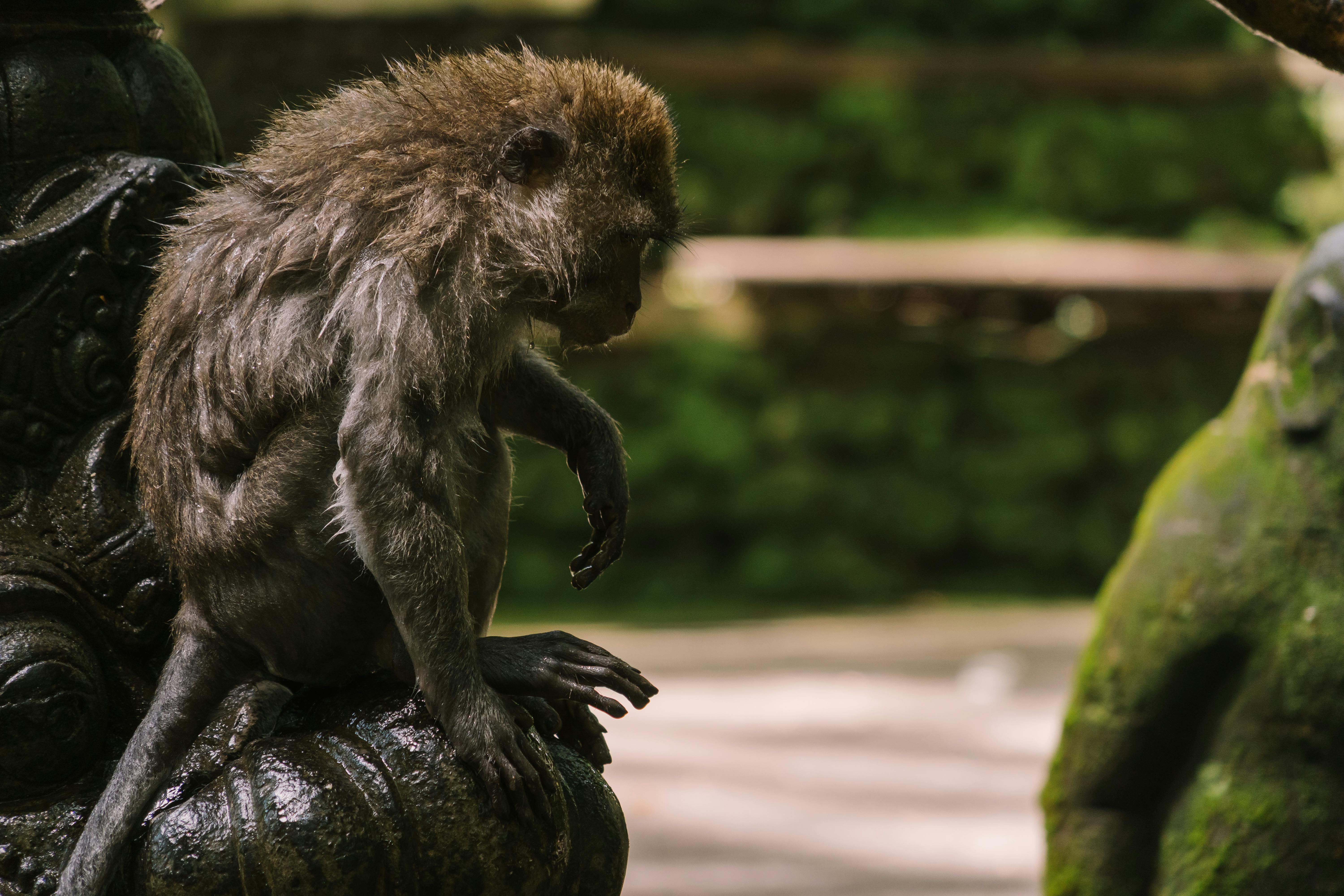 Photograph of a Furry Monkey · Free Stock Photo