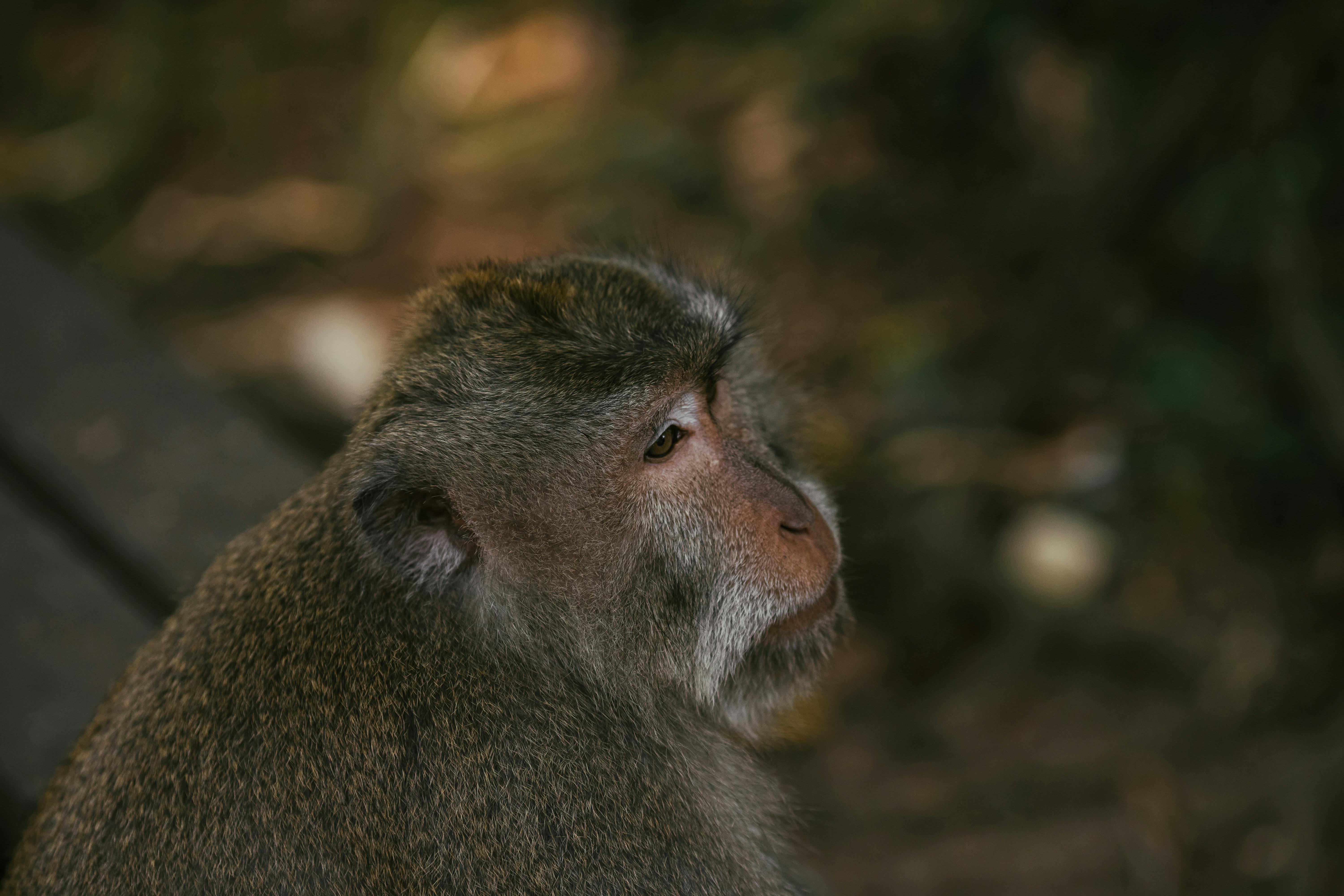 Close-Up Photo of a Monkey with Brown Fur · Free Stock Photo