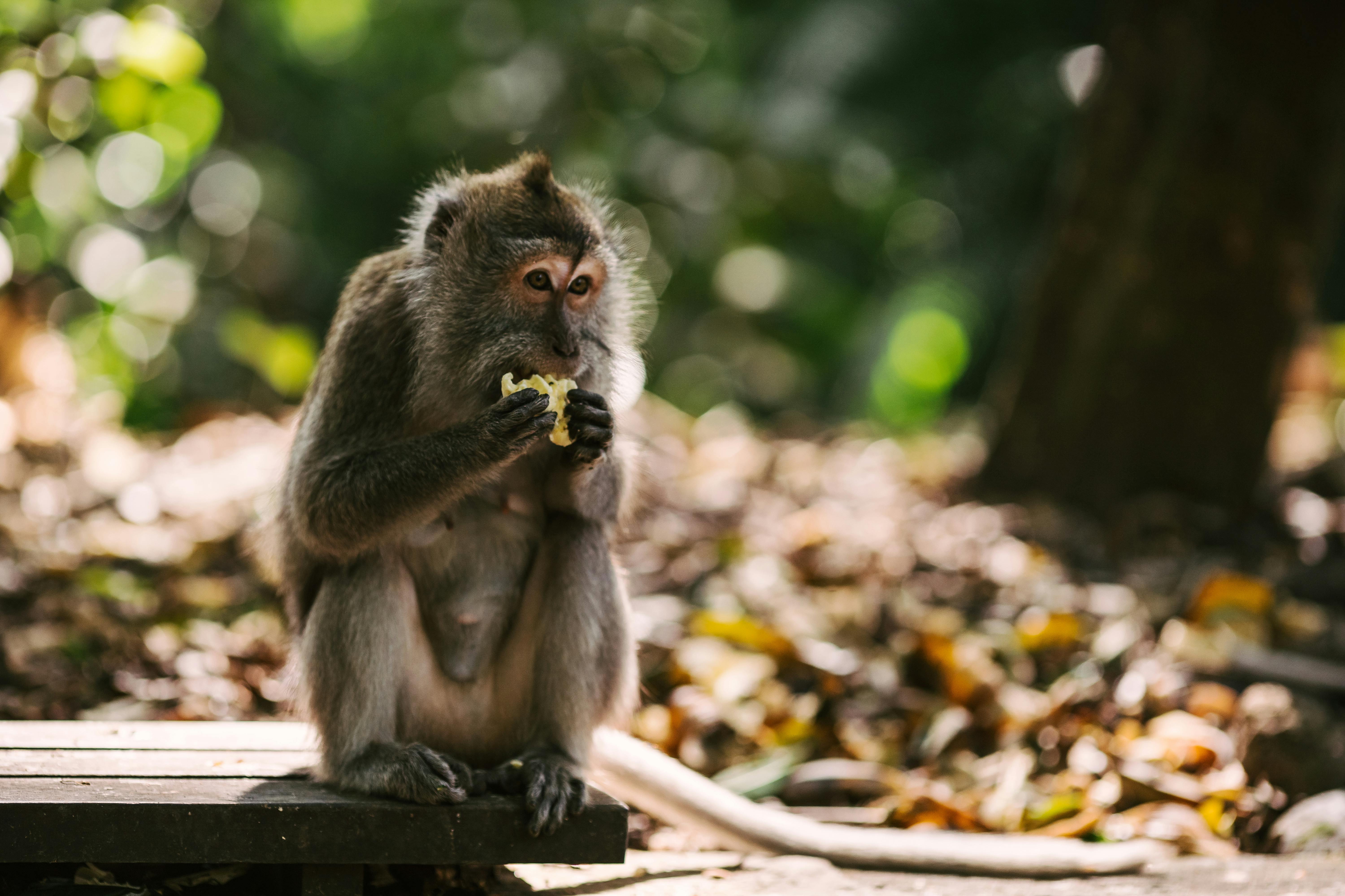 A Monkey Eating · Free Stock Photo