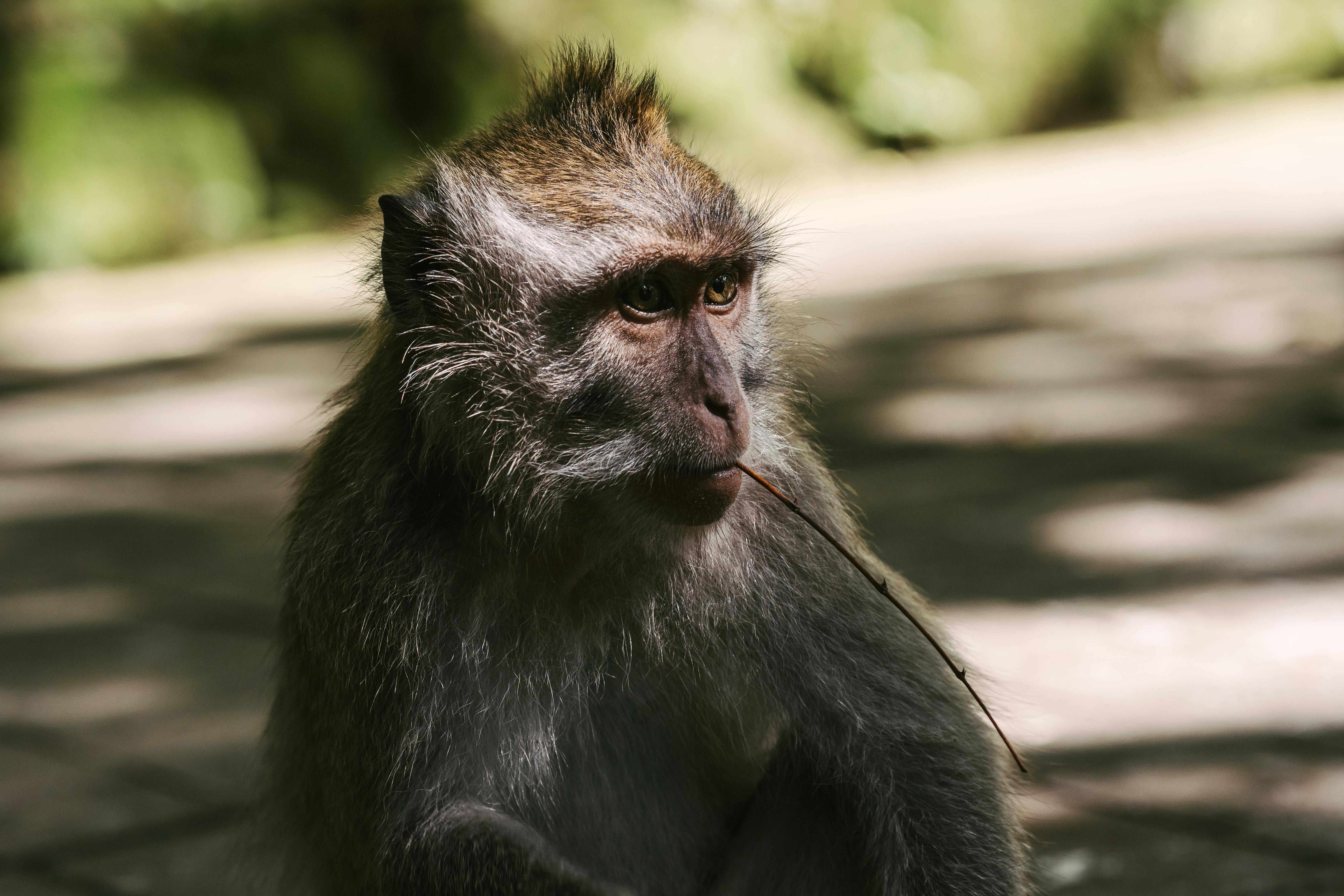 Two Gray Monkey on Black Chair · Free Stock Photo