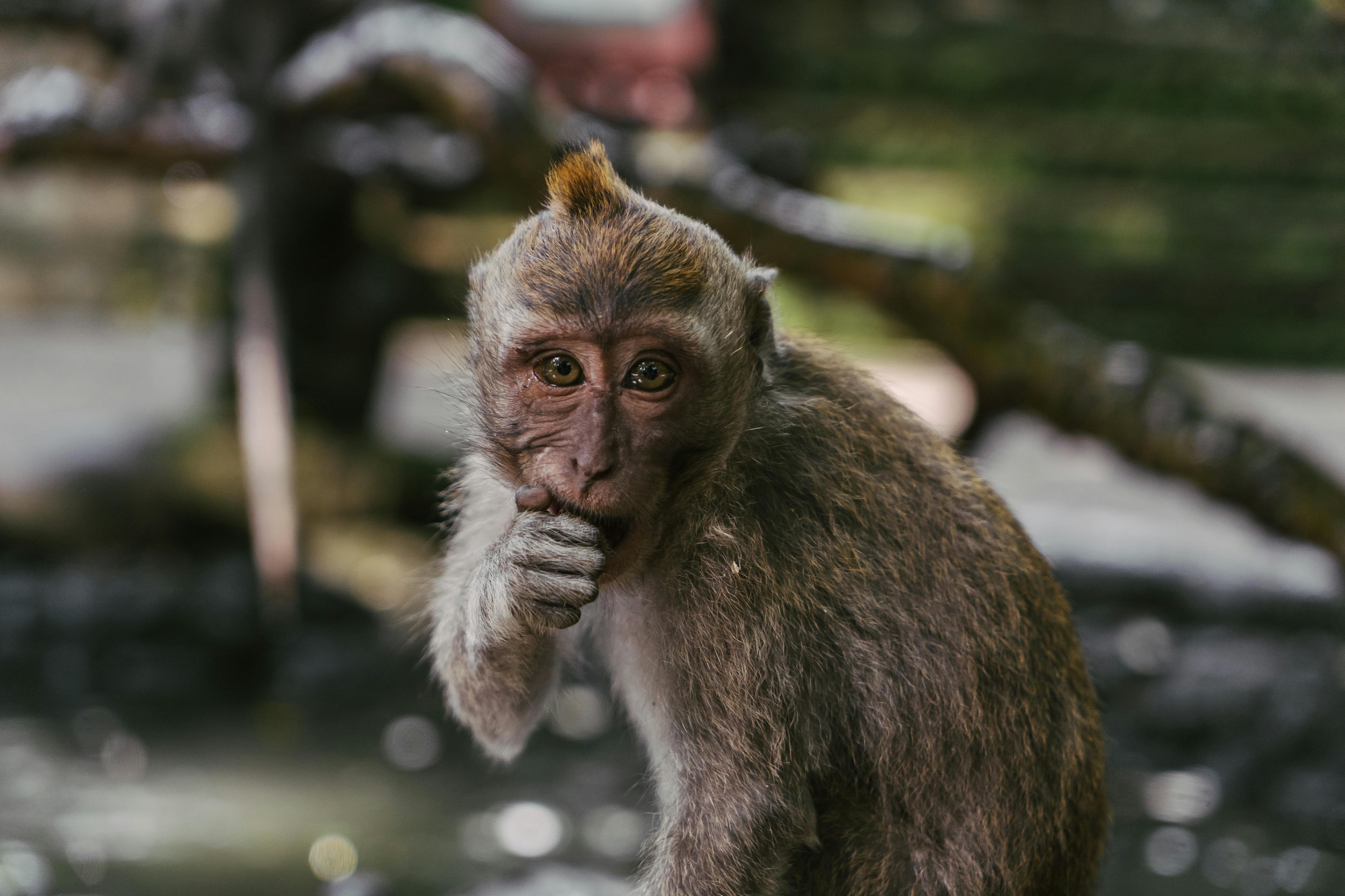 Monkey Think Photos, Download The BEST Free Monkey Think Stock Photos ...
