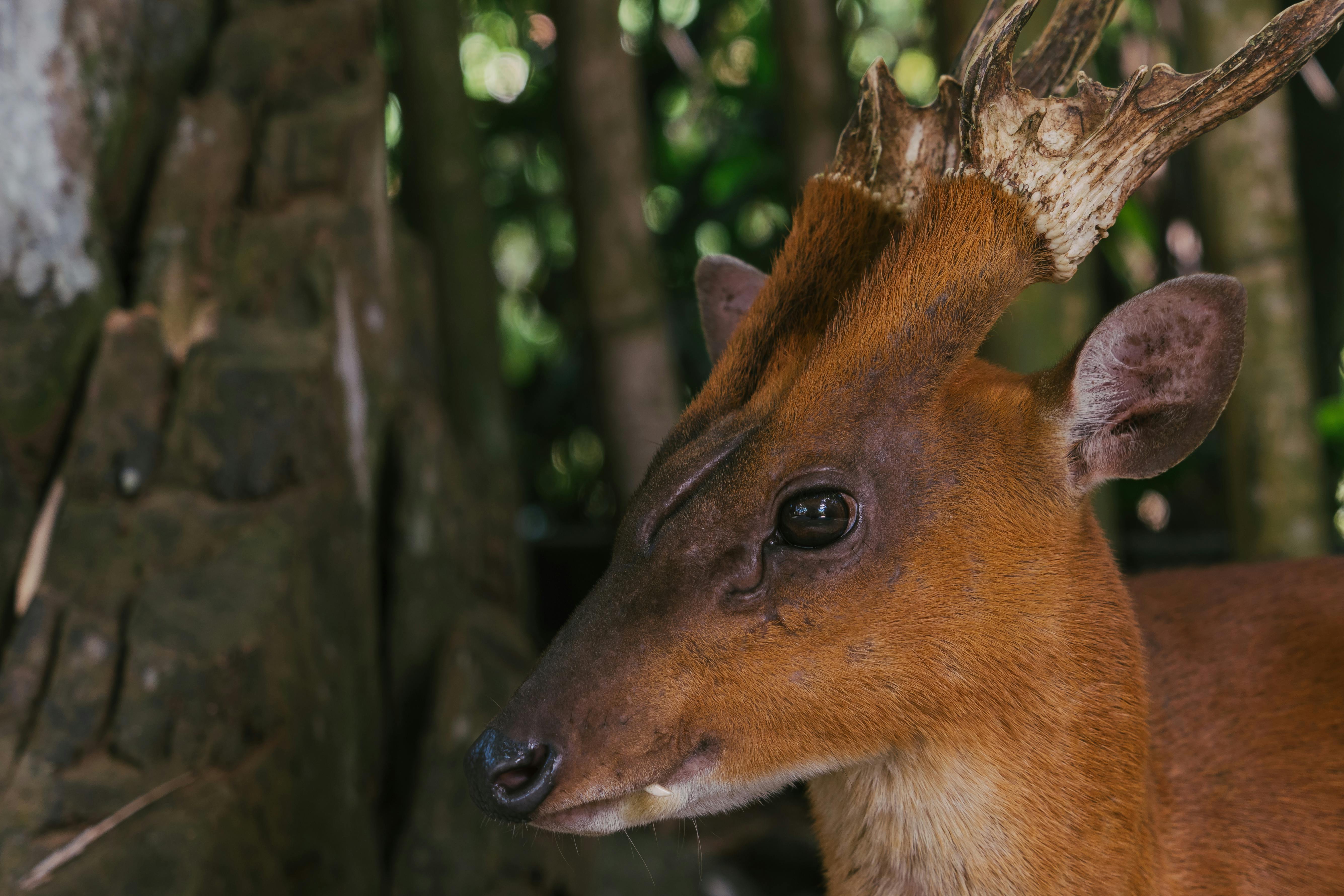Deer in Close Up Photography · Free Stock Photo