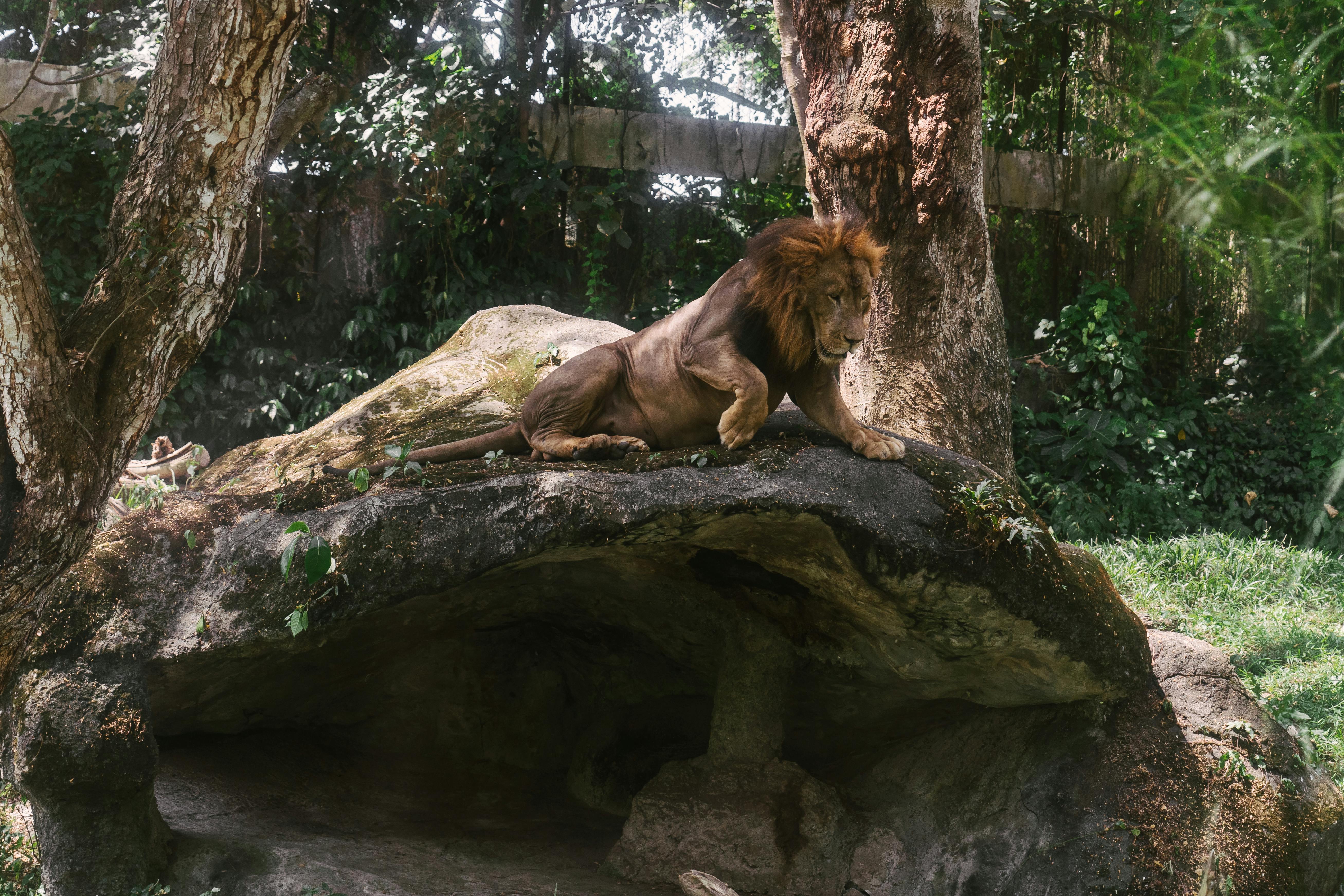 Lion Lying on Brown Rock · Free Stock Photo