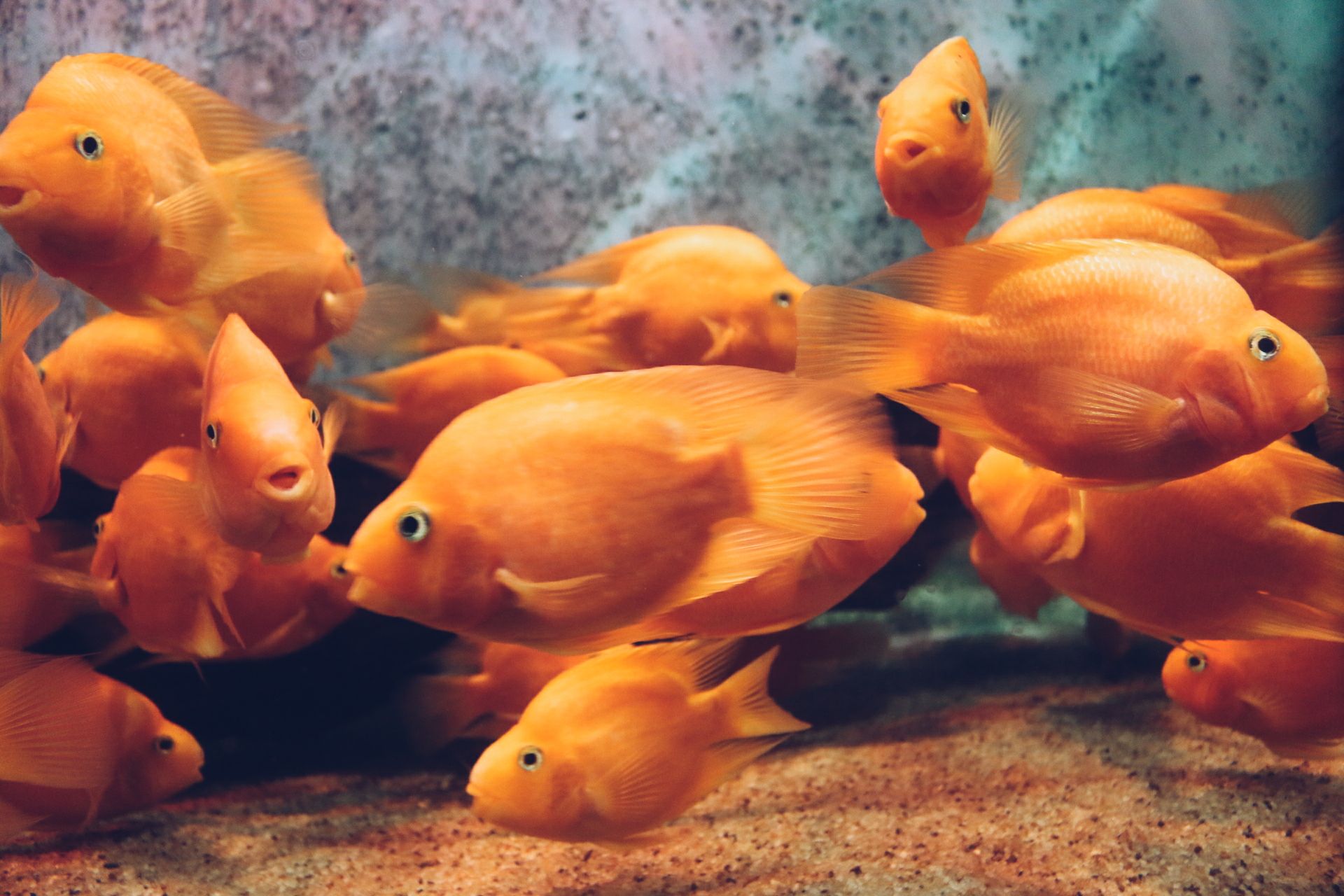 Free stock photo of animal, deep, fish - Stock Image - Everypixel