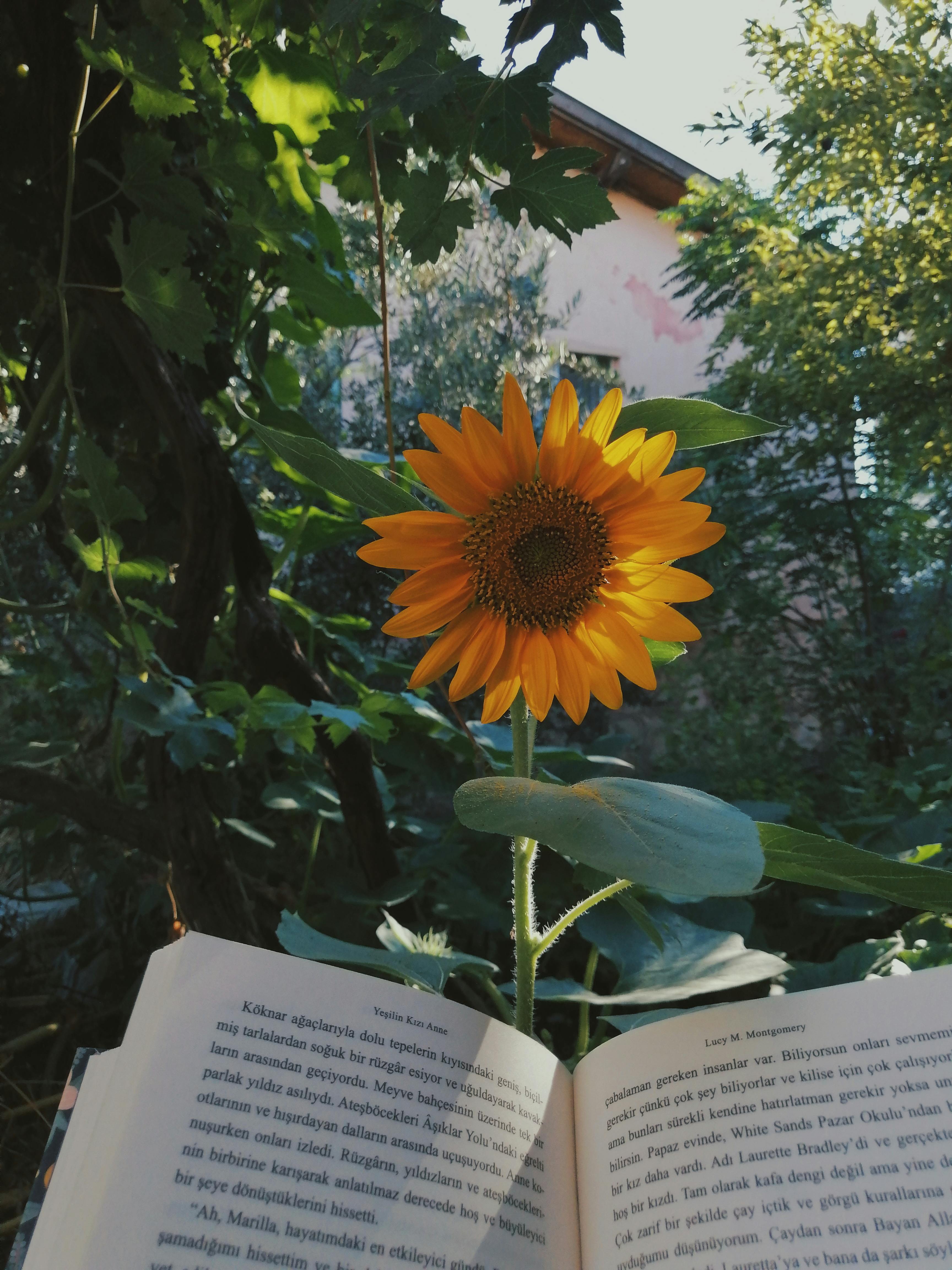 An Open Book Near Yellow Sunflower and Green Plants · Free Stock Photo