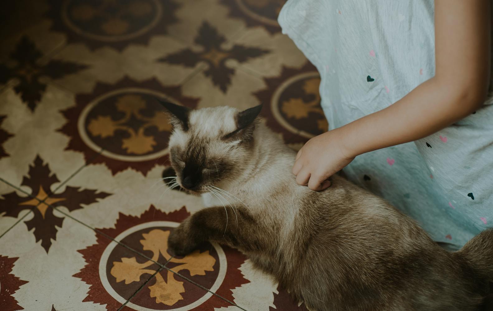 Exploring the Variety of Siamese Cat Colors: A Guide