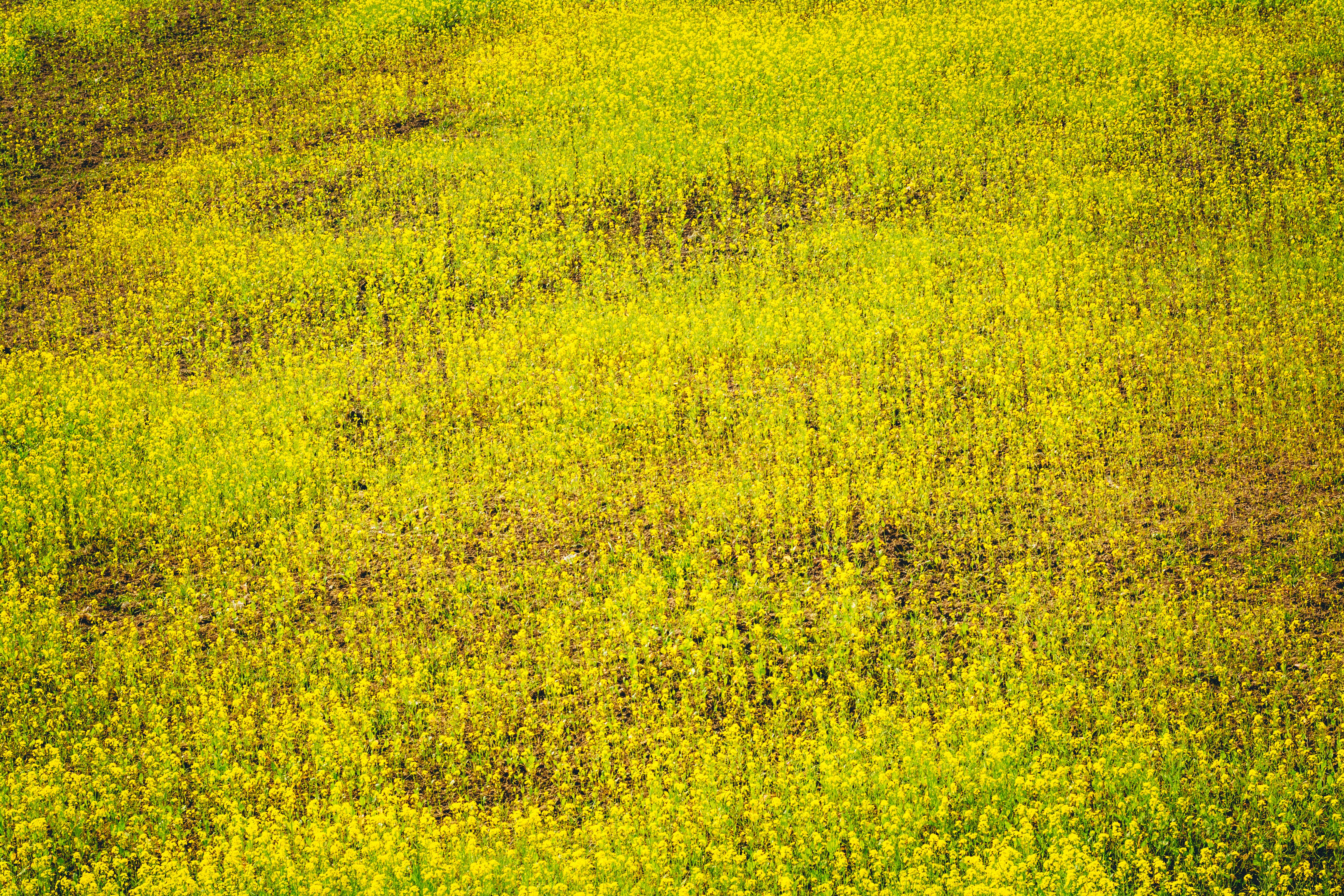 Brassica Arvensis Photos, Download The BEST Free Brassica Arvensis ...