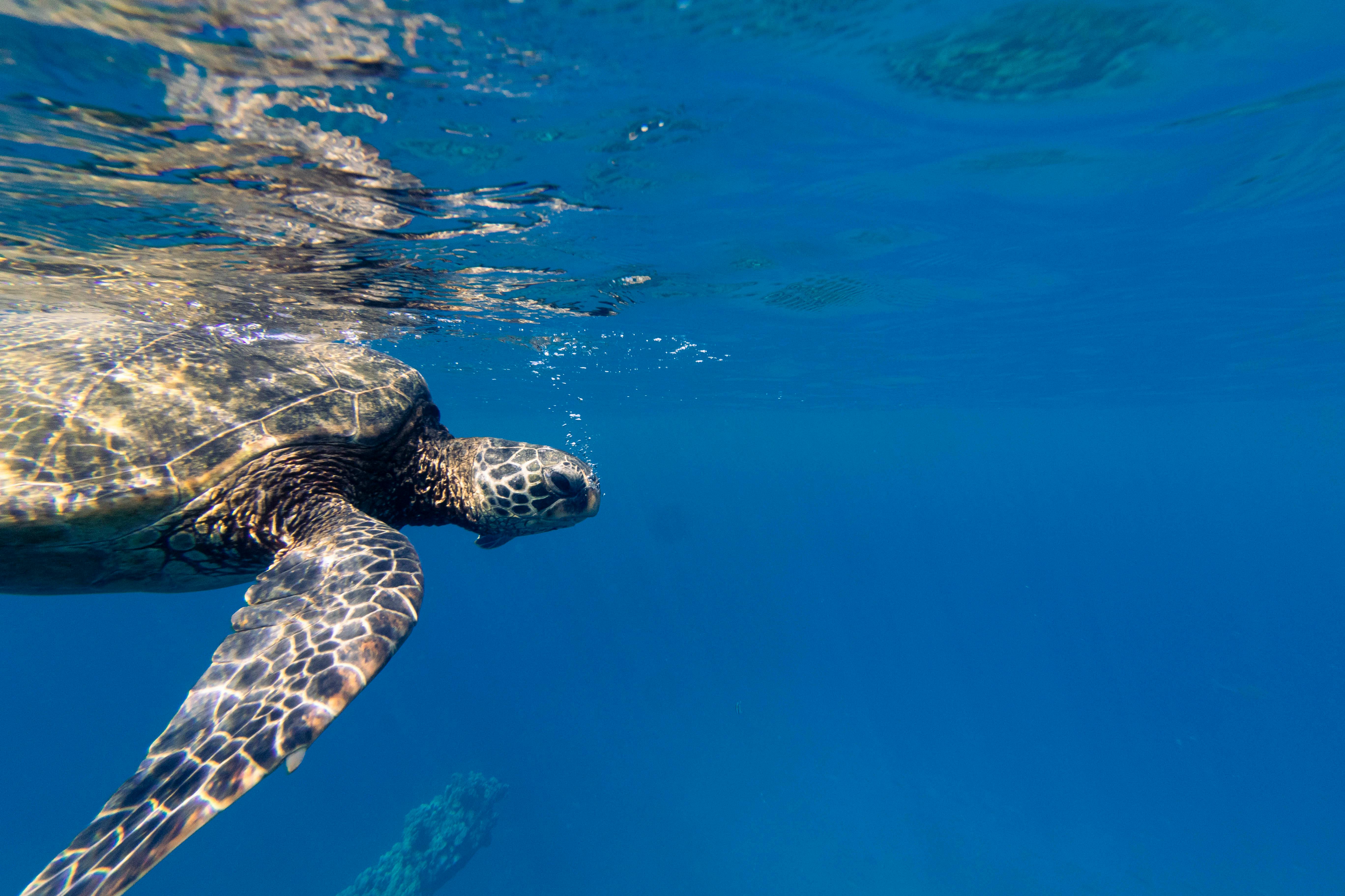 A Group Of Blue Sea Turtles · Free Stock Photo