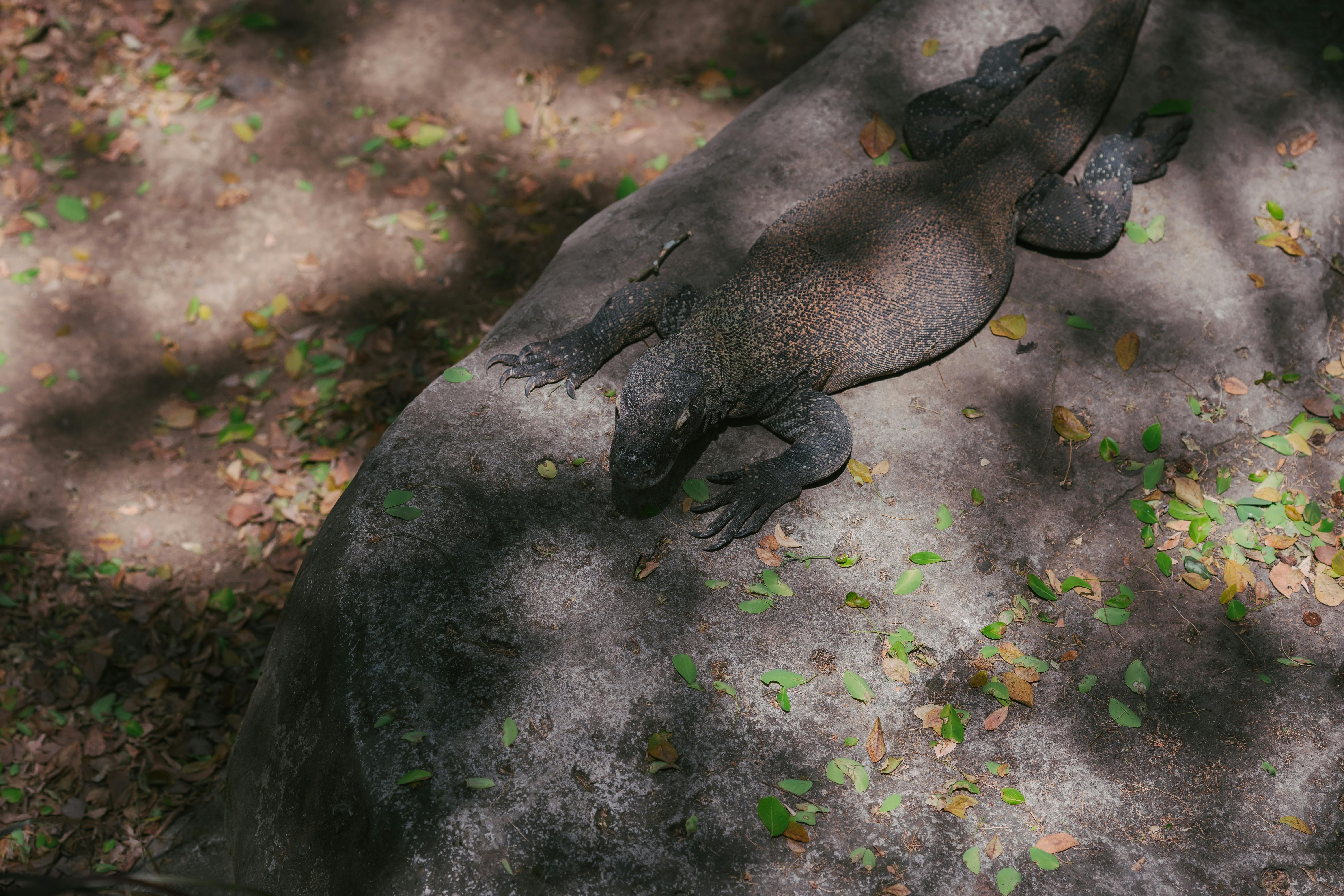Large Lizard Crawling on a Rock · Free Stock Photo