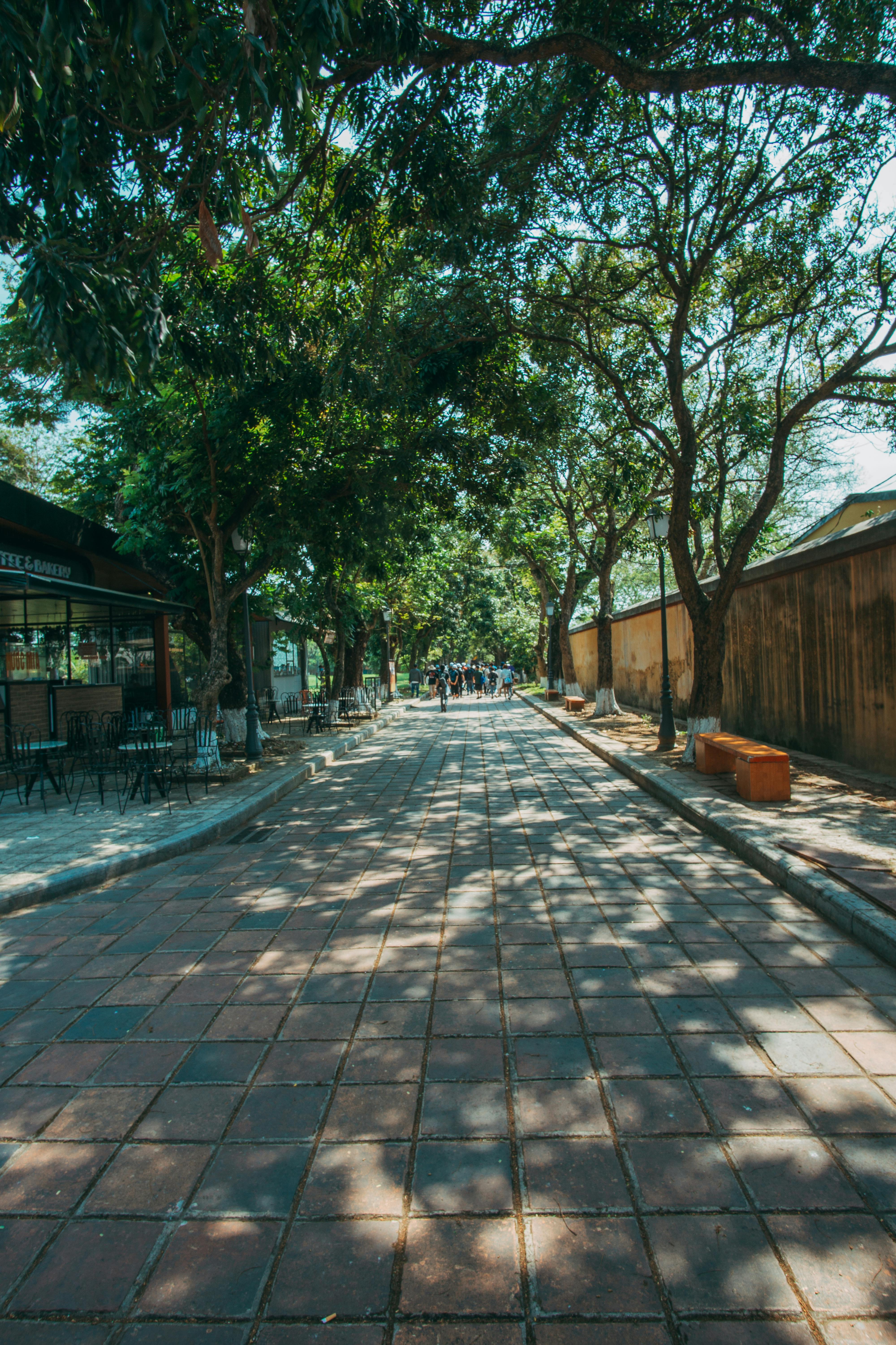 Trees Shadowing a Pathway · Free Stock Photo