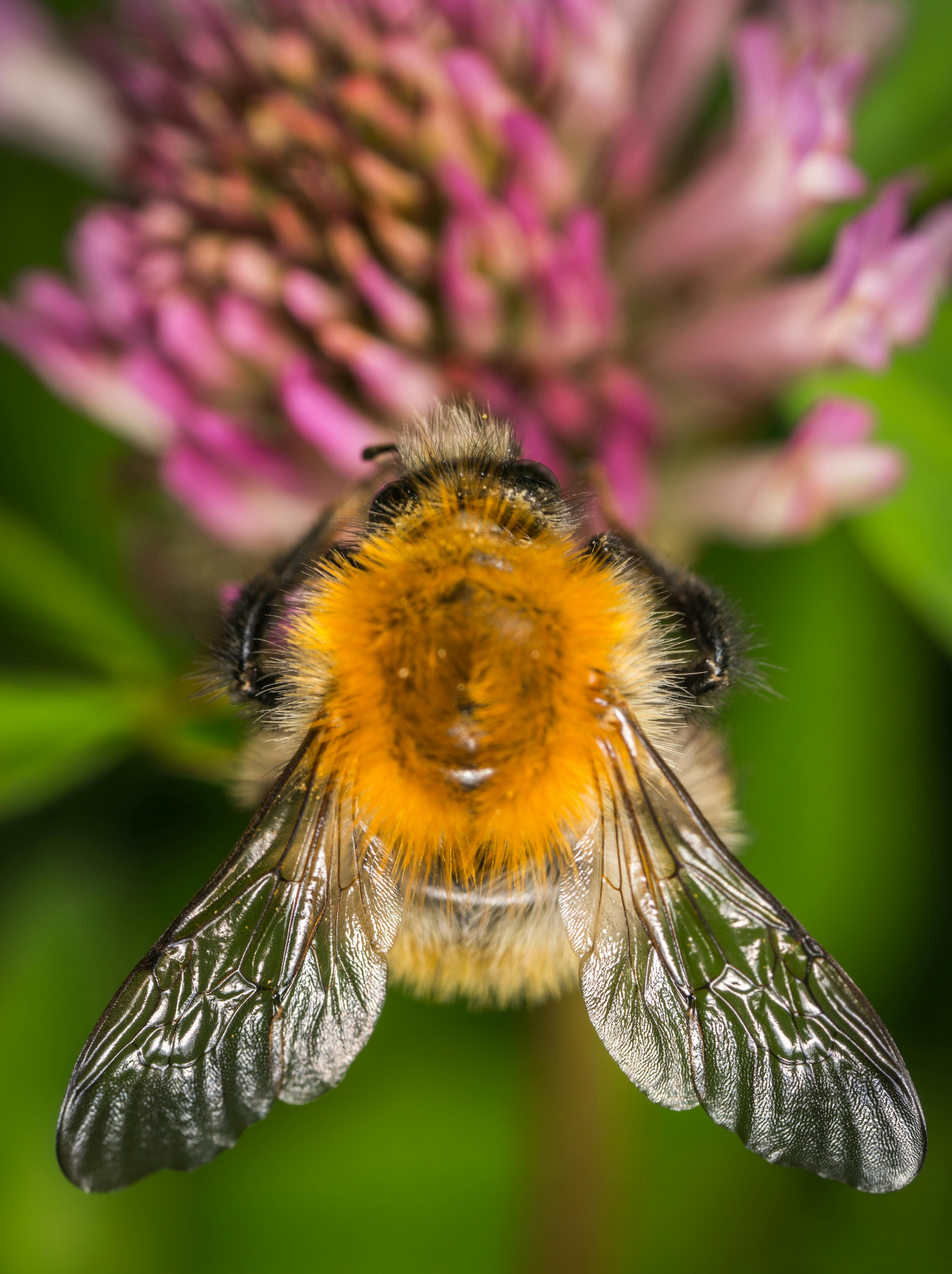 Free stock photo of bumblebee, insect, macro