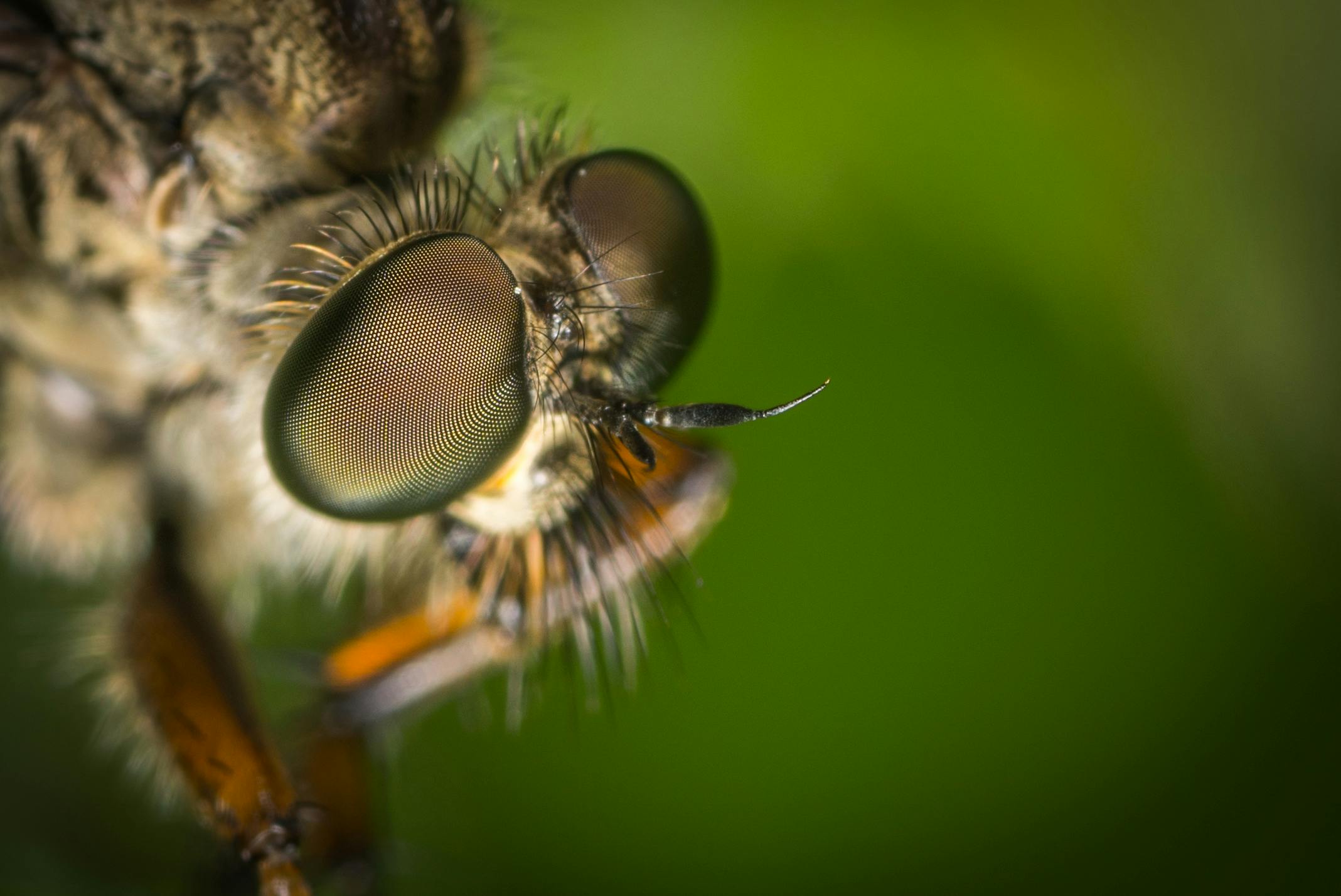 Macro Photography Of Fly · Free Stock Photo