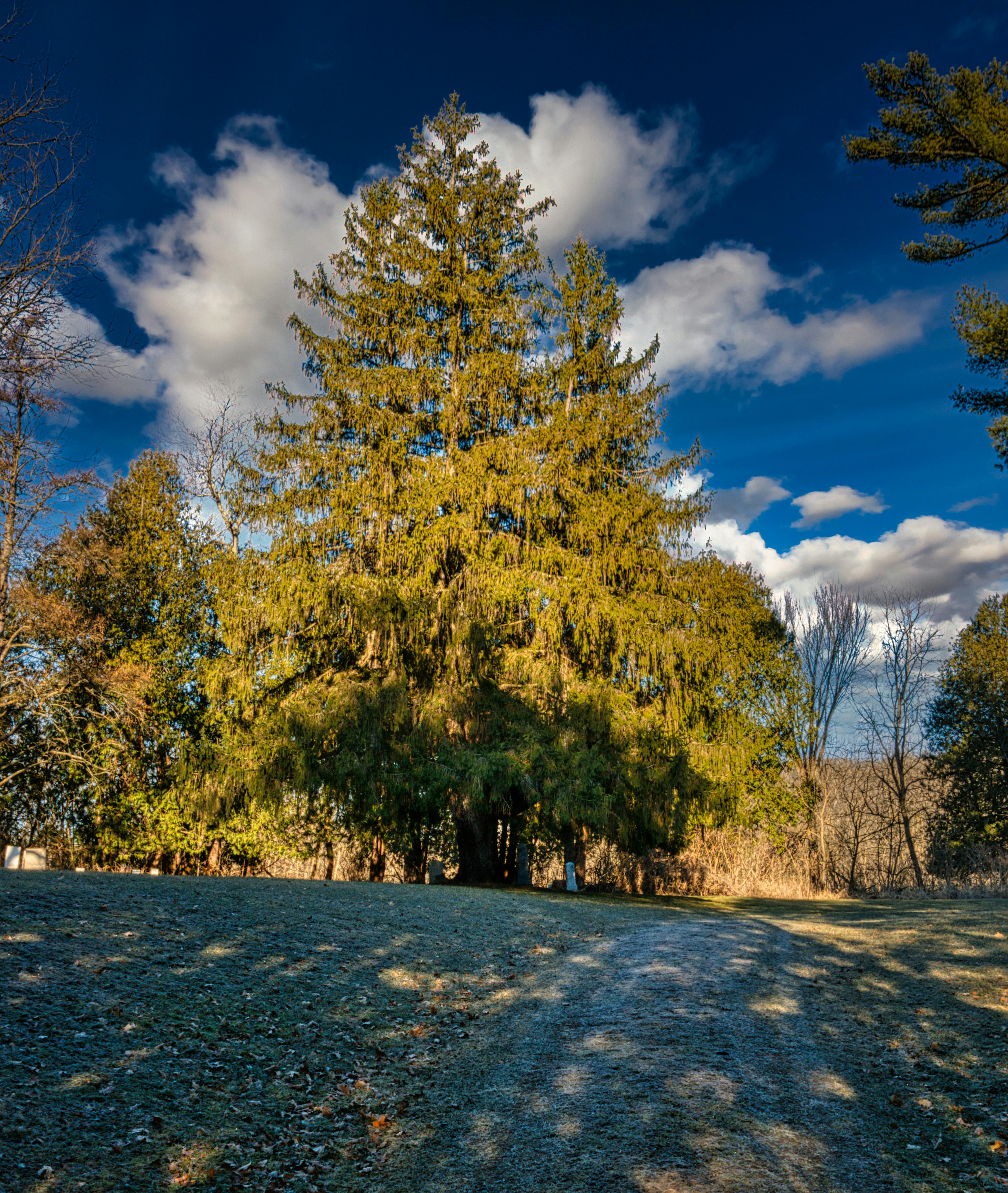 Birch and a Conifer Forest Reflecting in Still Water · Free Stock Photo