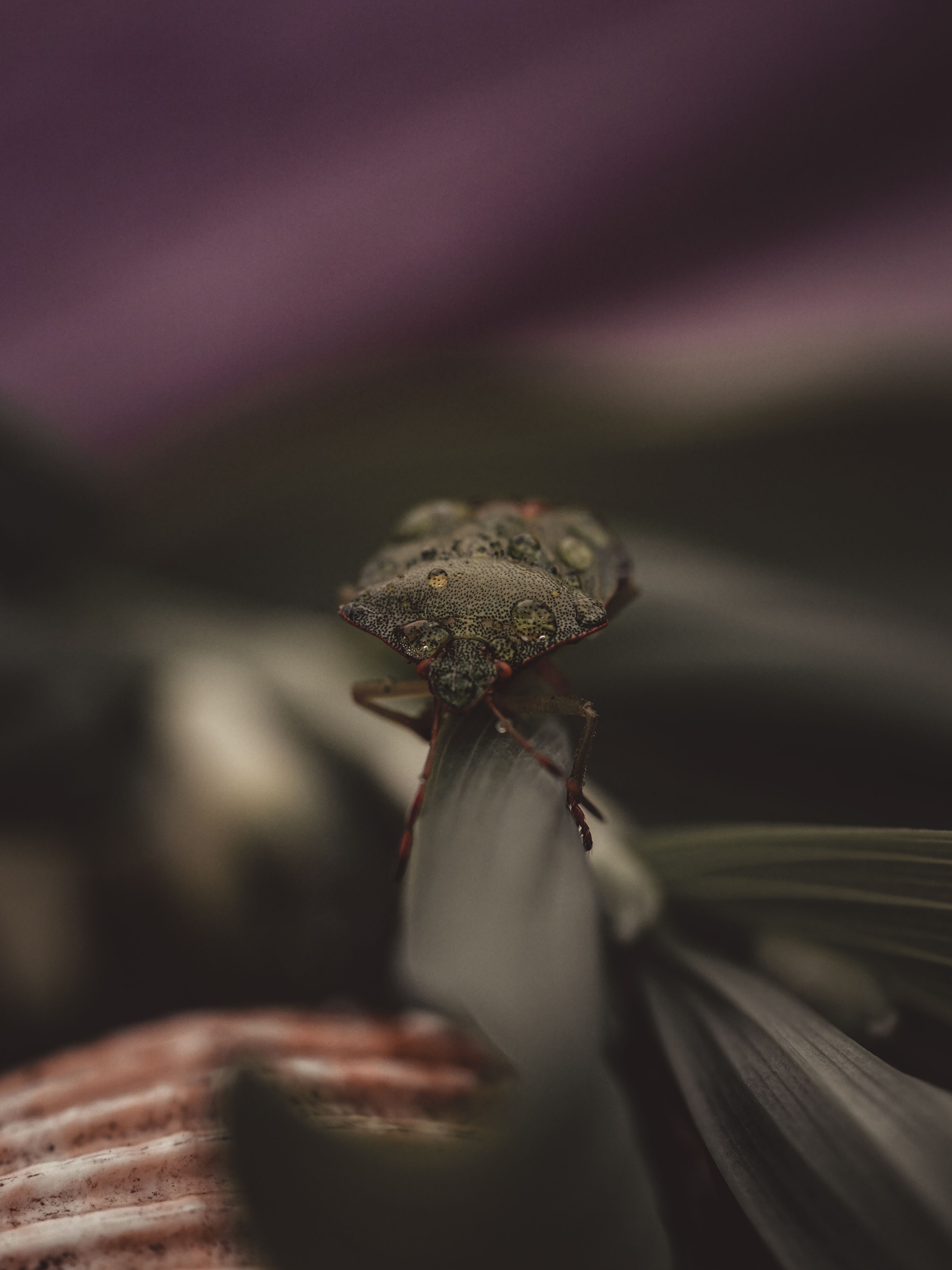 Close-up Photography of Black Water Strider on Water · Free Stock Photo