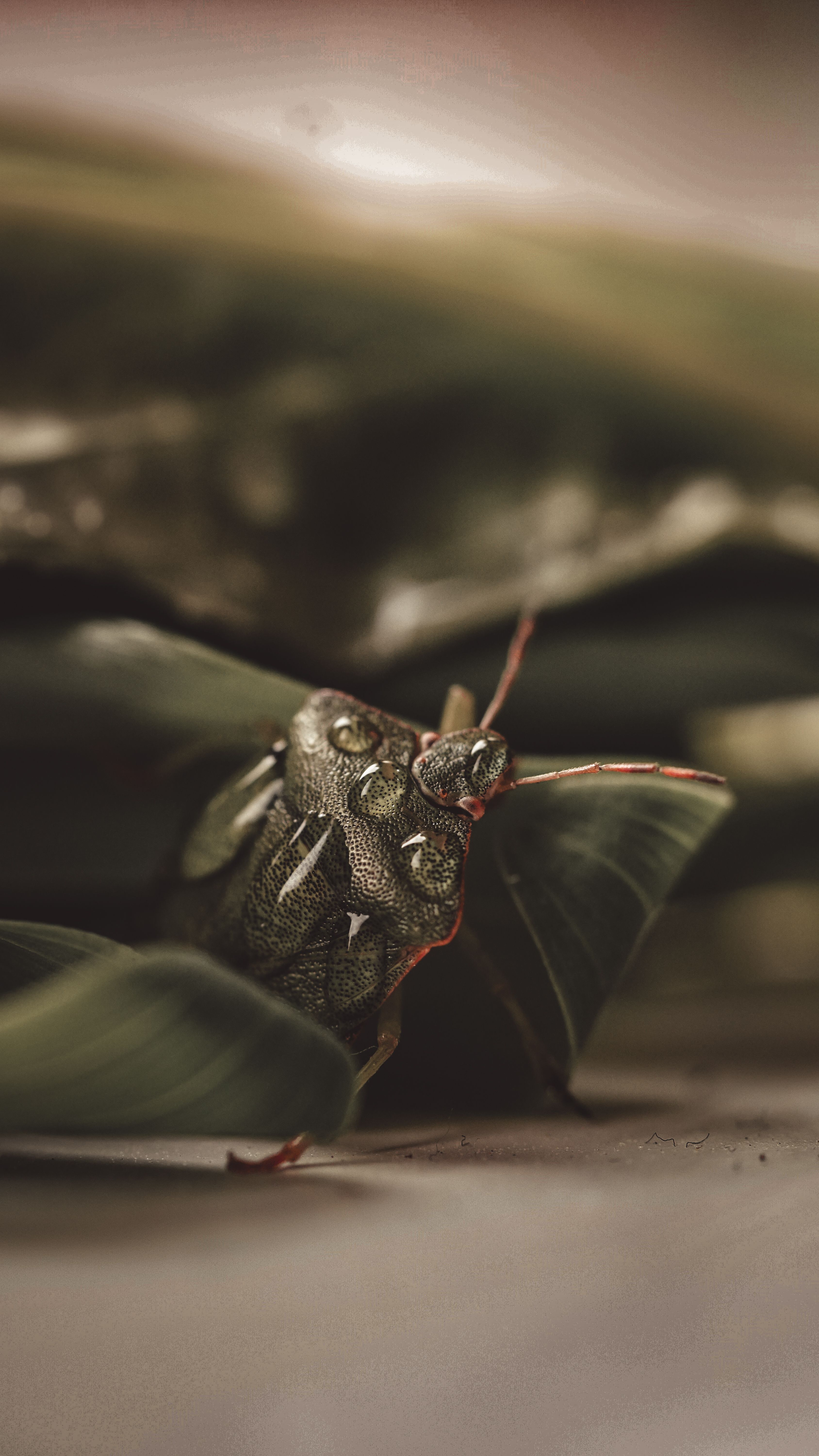 Tiny Patina Photos, Download The BEST Free Tiny Patina Stock Photos ...