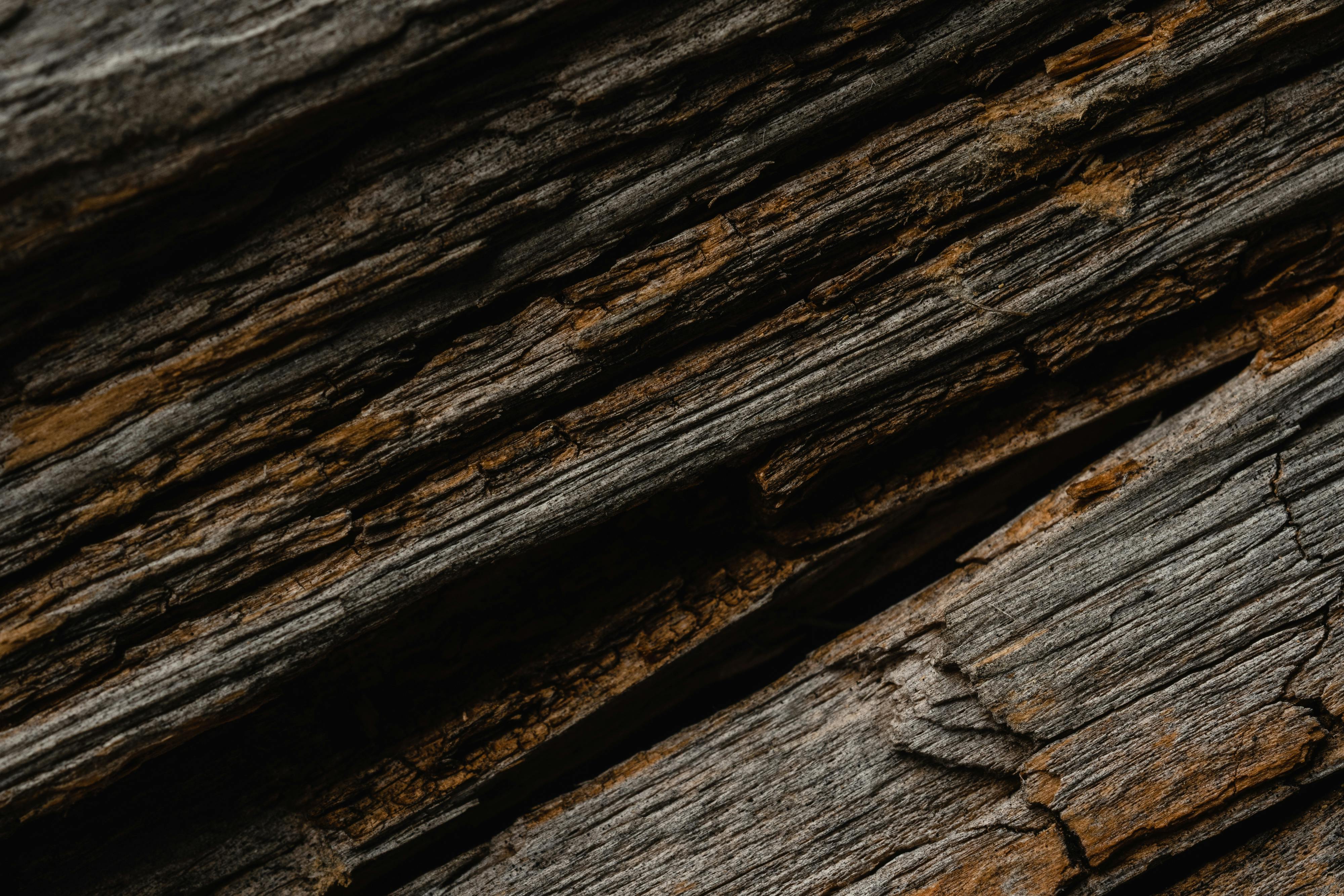 Brown Tree Trunk in Close Up shot · Free Stock Photo