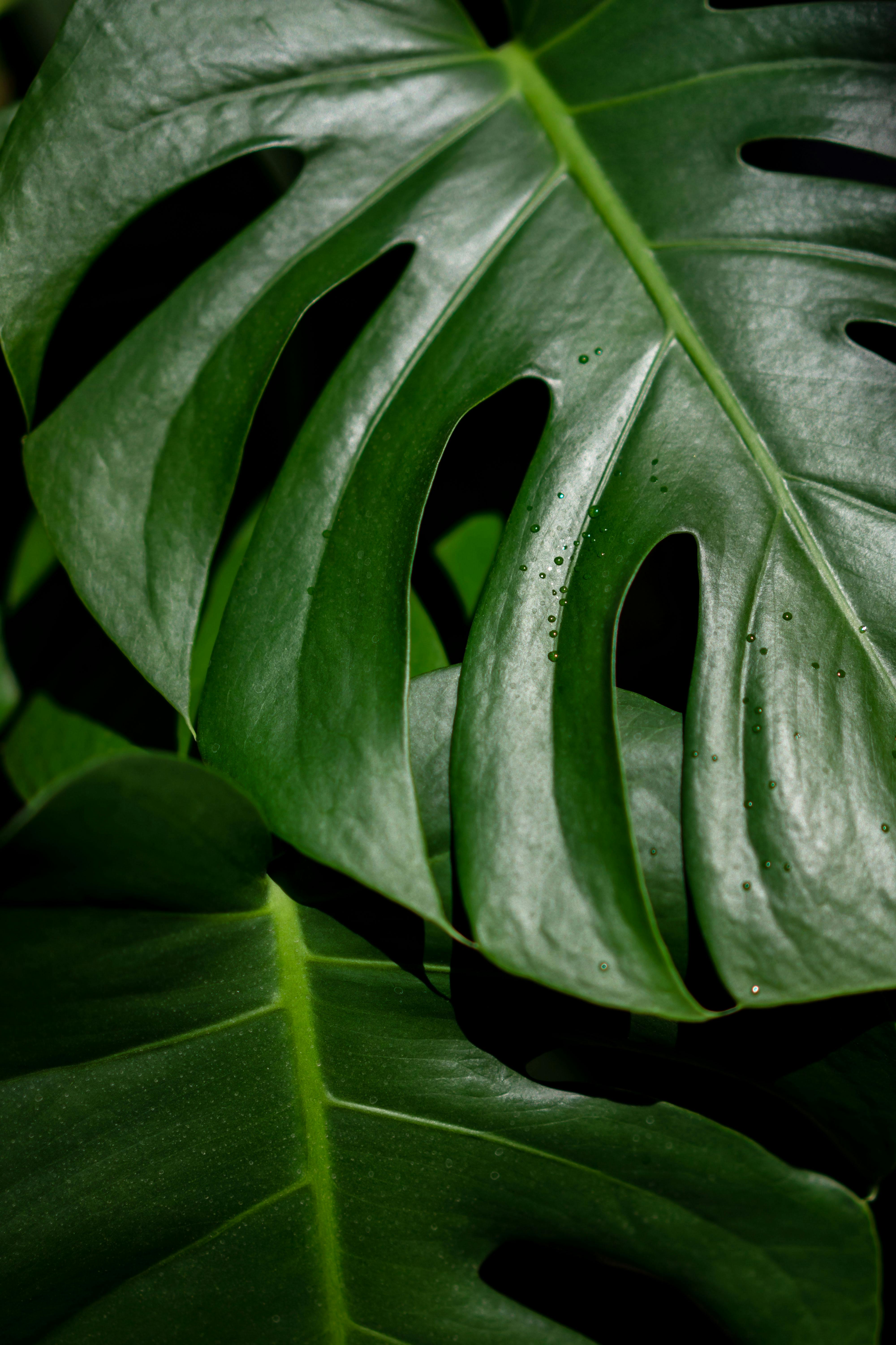 Big green leaf of tropical plant · Free Stock Photo
