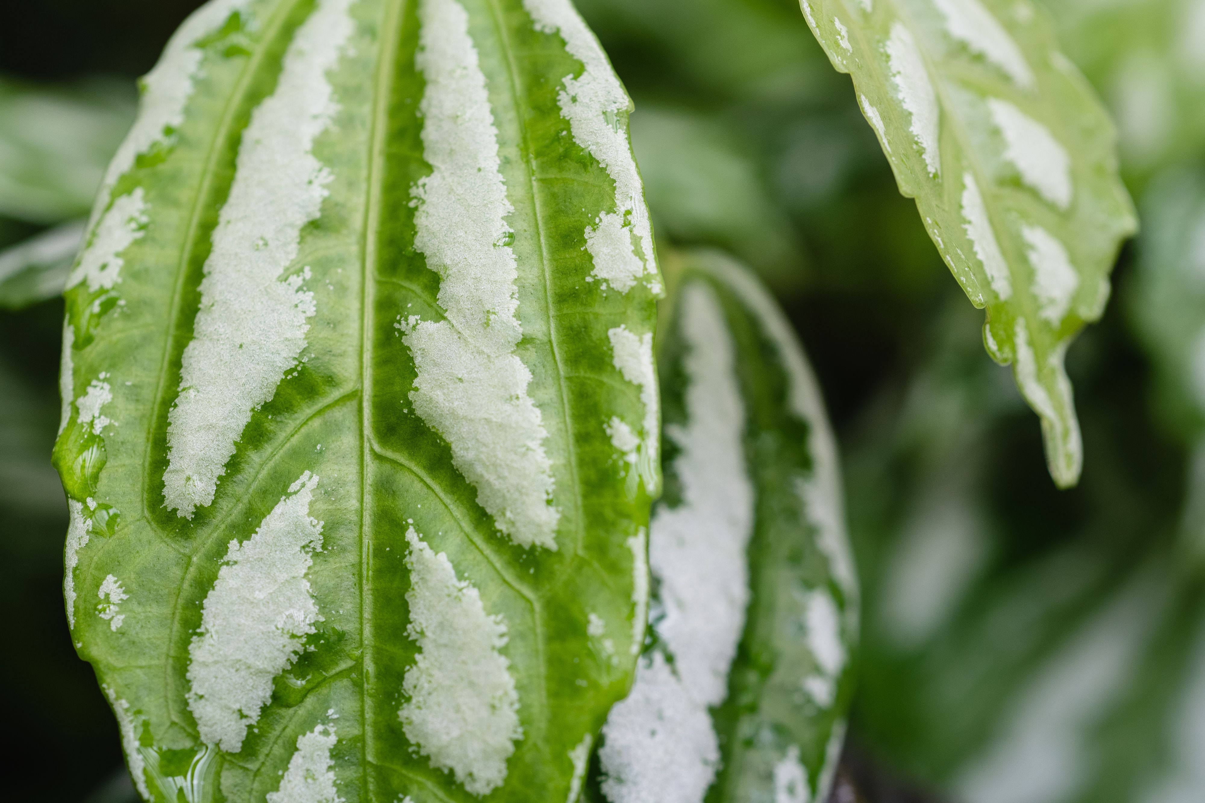 White Patterns on Green Leaves · Free Stock Photo