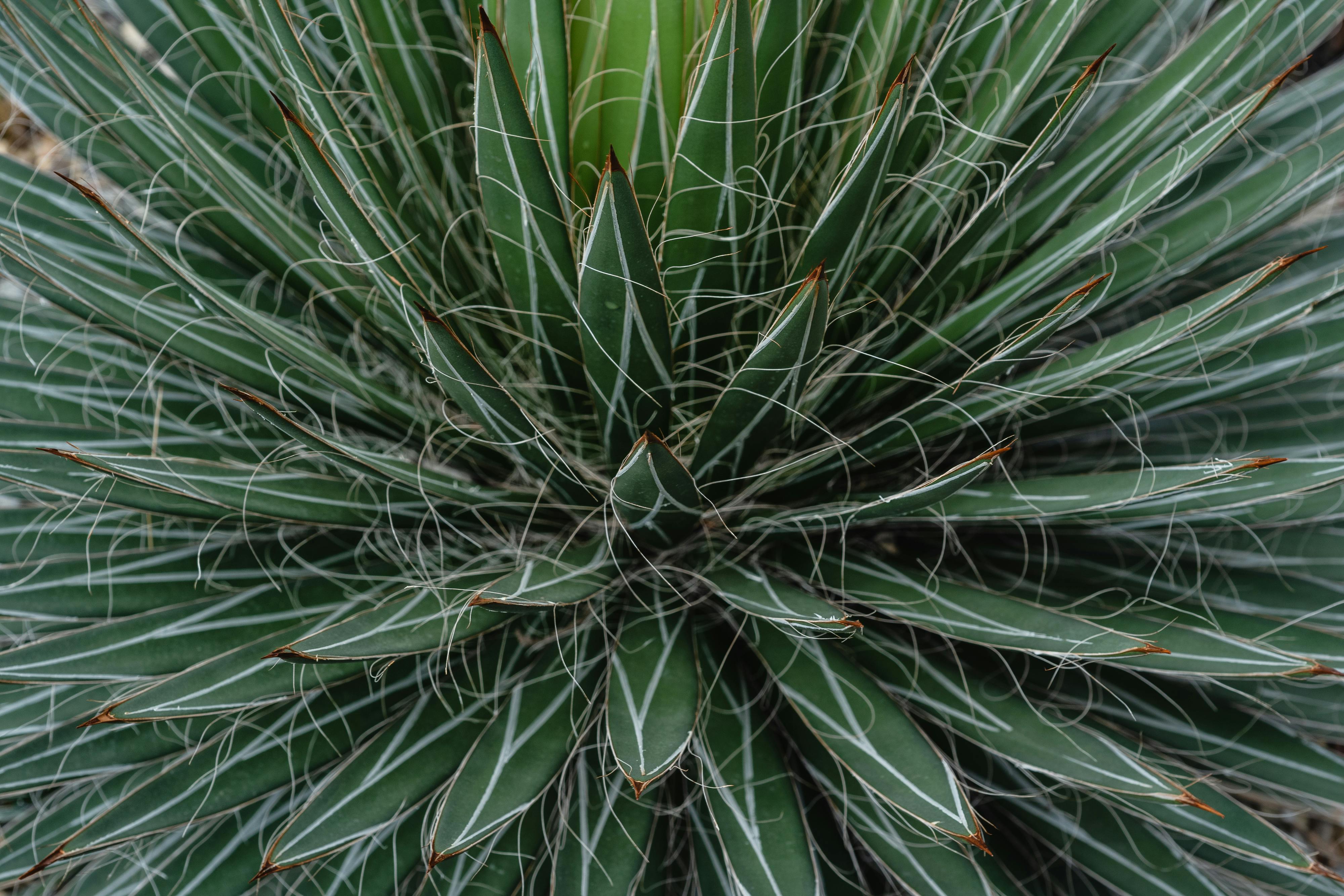 463+ Best Free Aloe Stock Photos & Images · 100% Royalty-Free HD Downloads