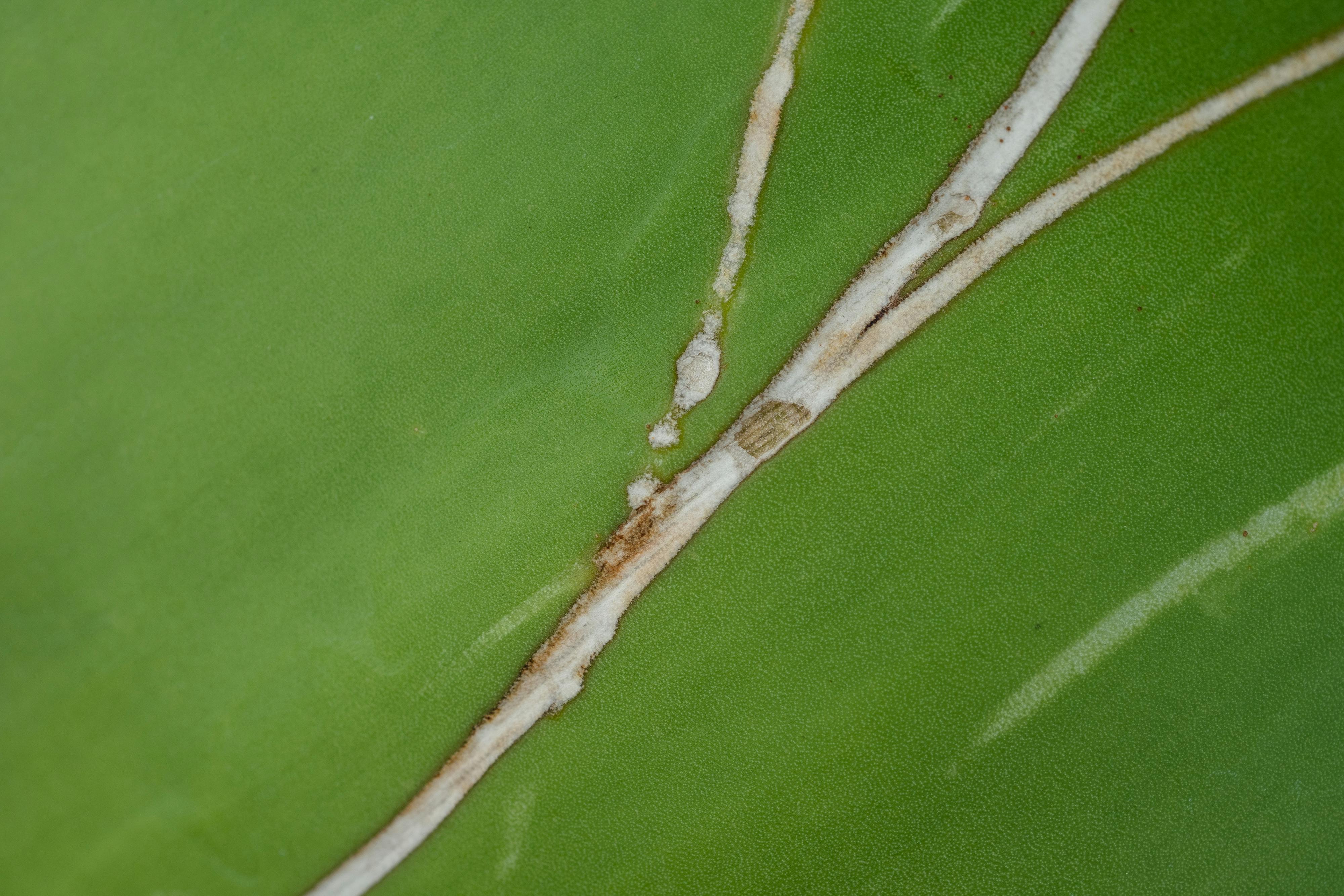 Wood Strip Photos, Download The BEST Free Wood Strip Stock Photos & HD ...