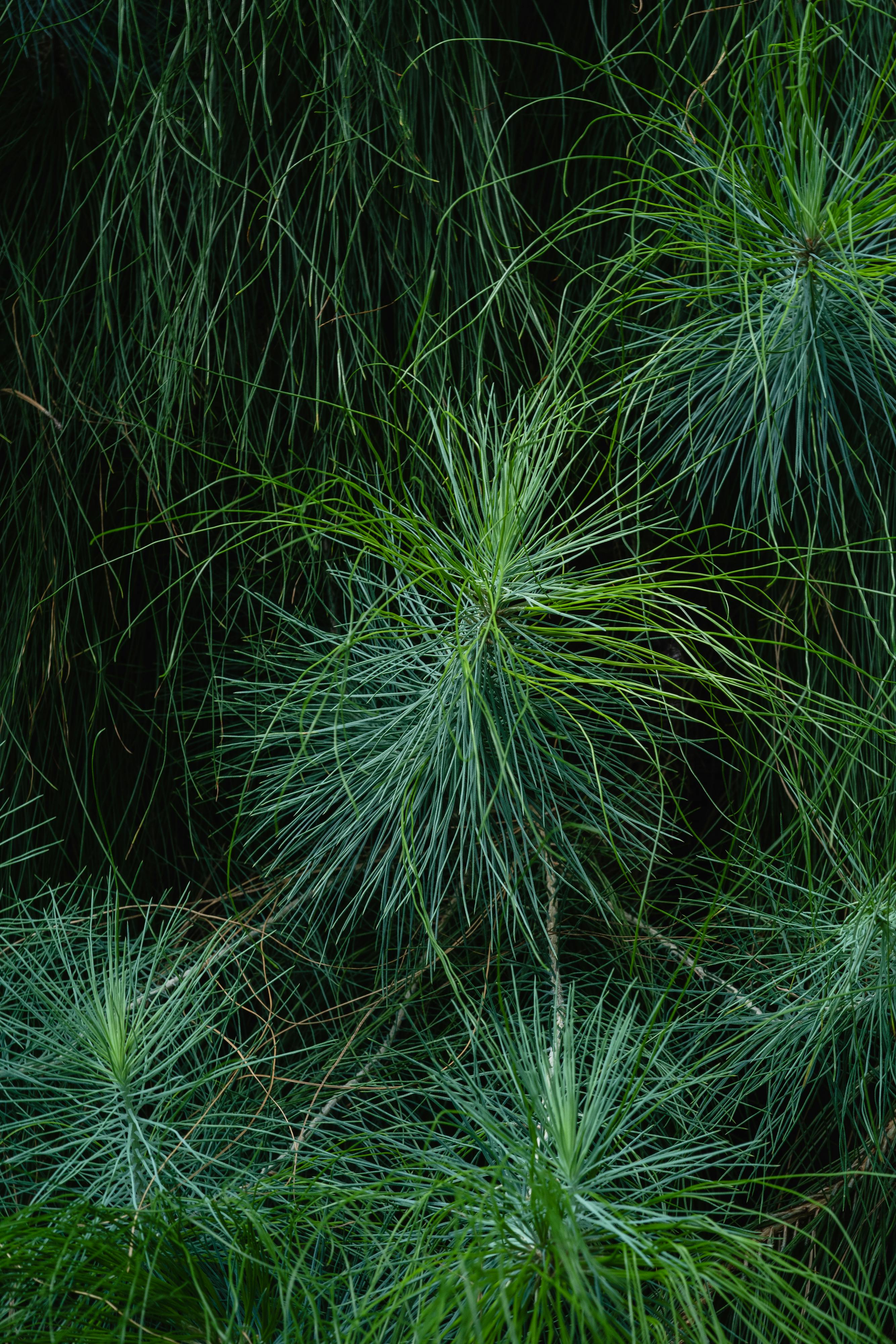 Weed Textures Photos, Download Free Weed Textures Stock Photos & HD Images