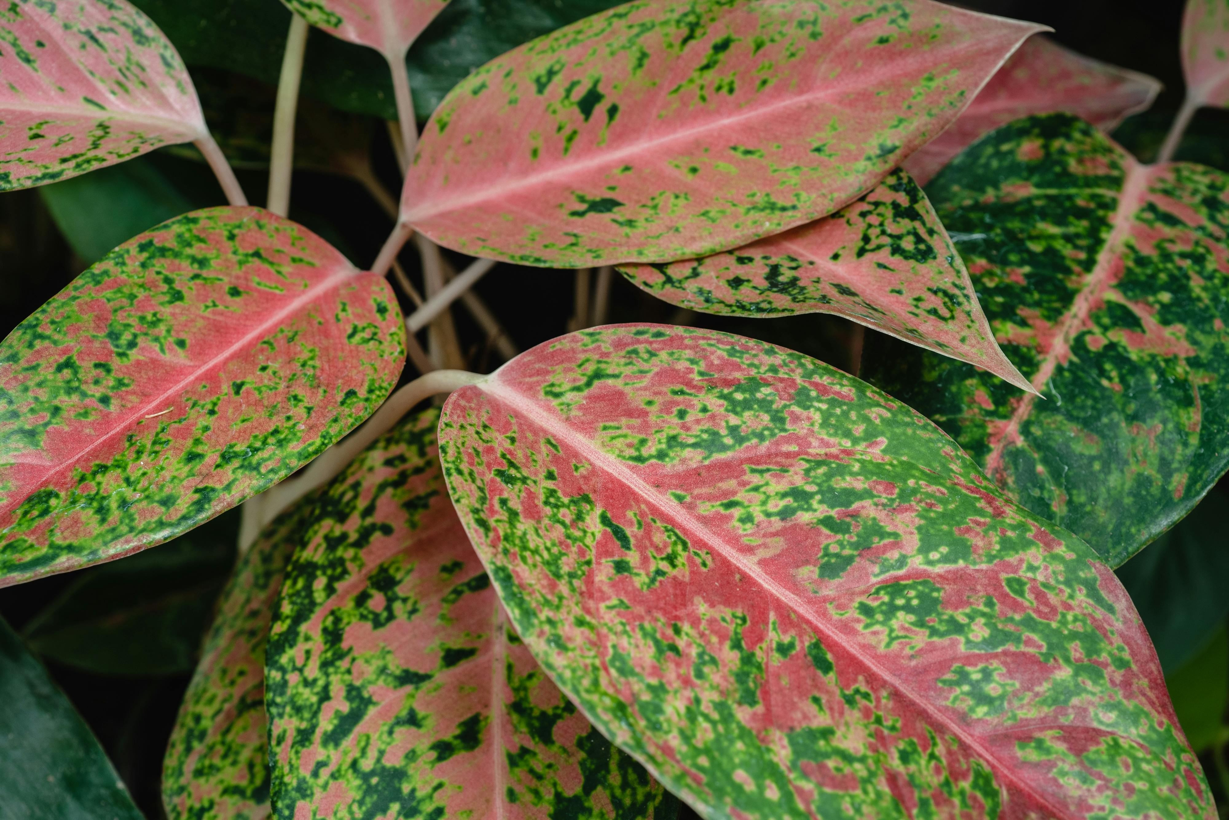 Close-Up Photo of a Plant with Pink and Green Leaves · Free Stock Photo