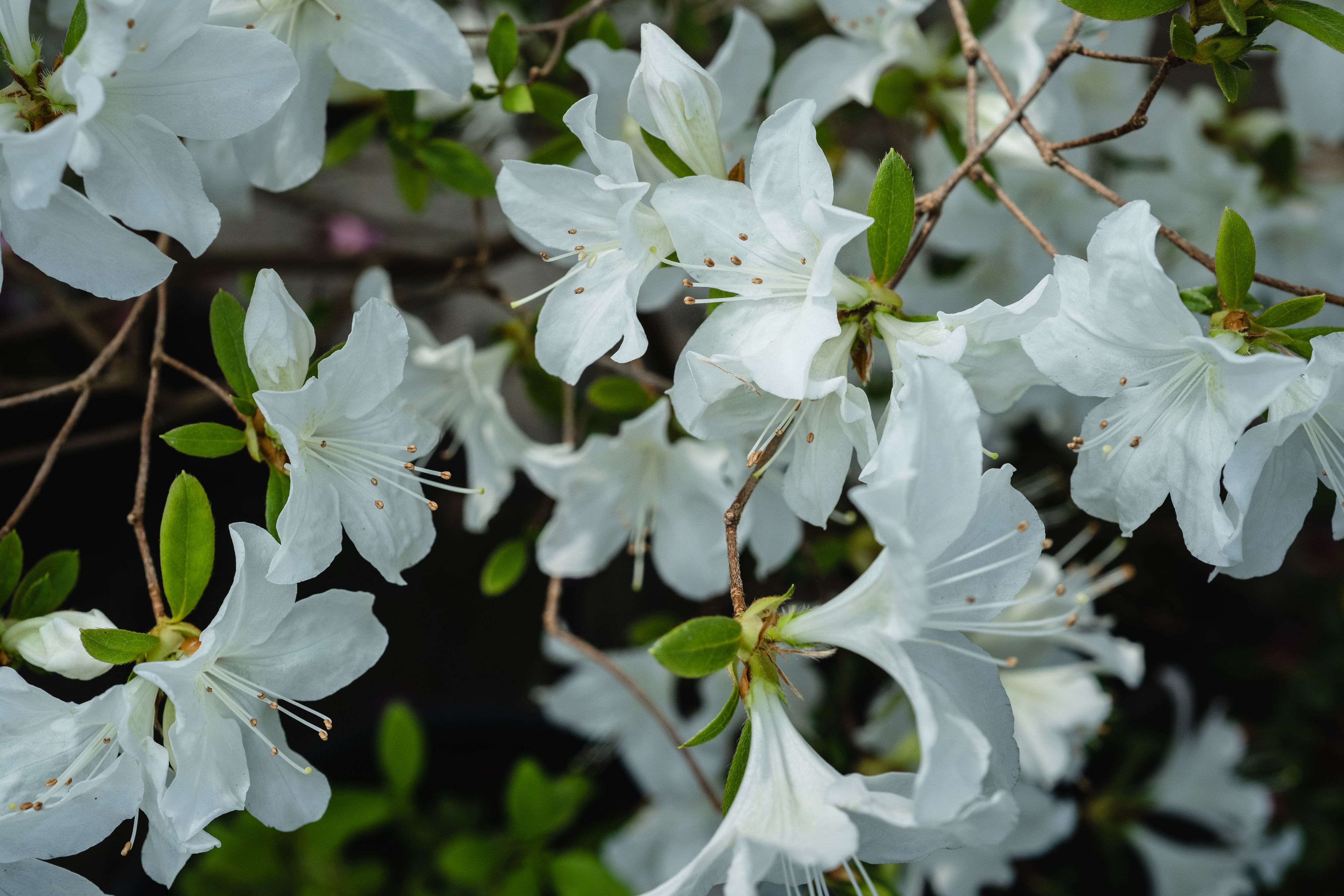 Azalea Photos, Download The BEST Free Azalea Stock Photos & HD Images