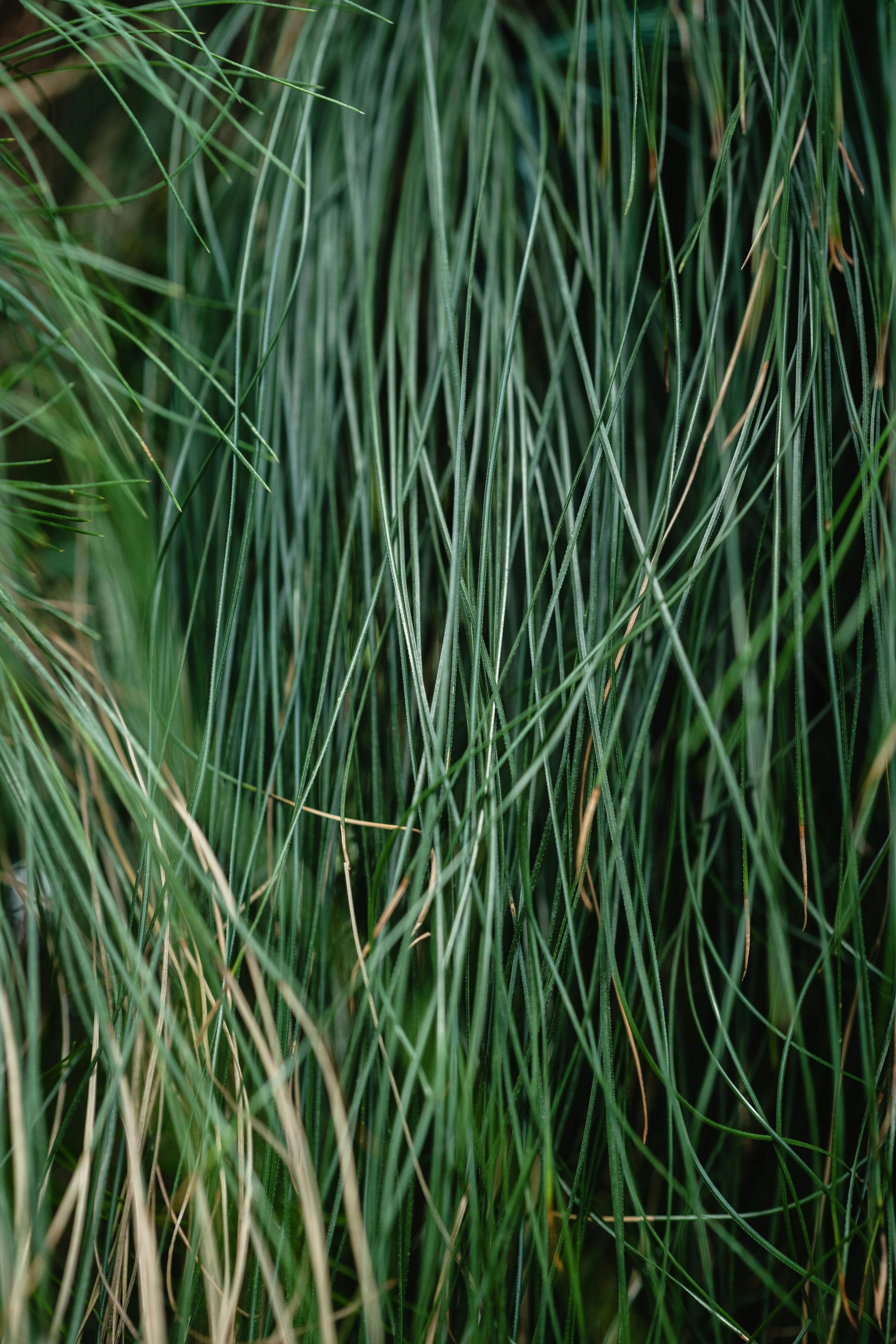 Green Grass in Close-Up Photography · Free Stock Photo