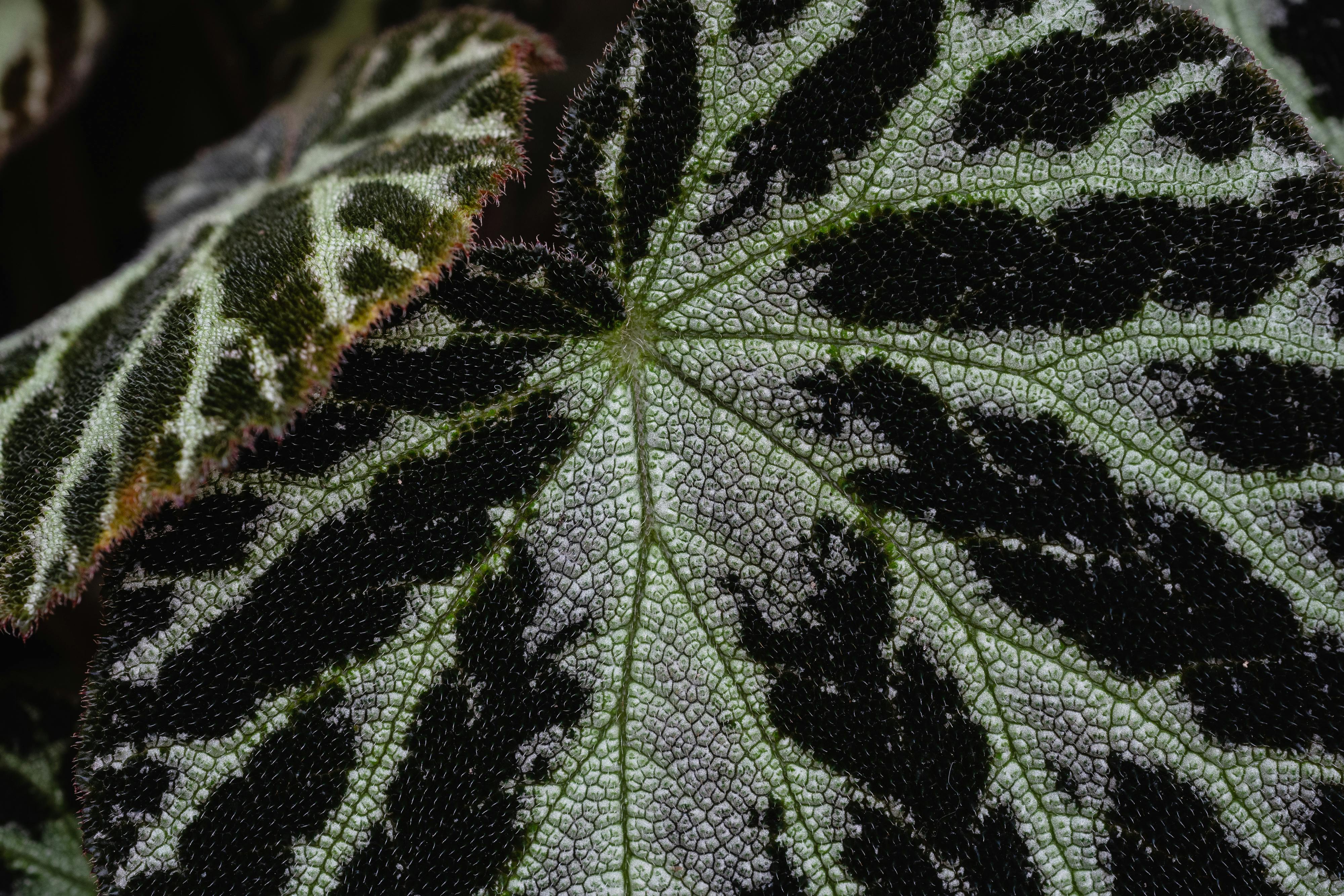 Close-Up Shot of a Leaf · Free Stock Photo