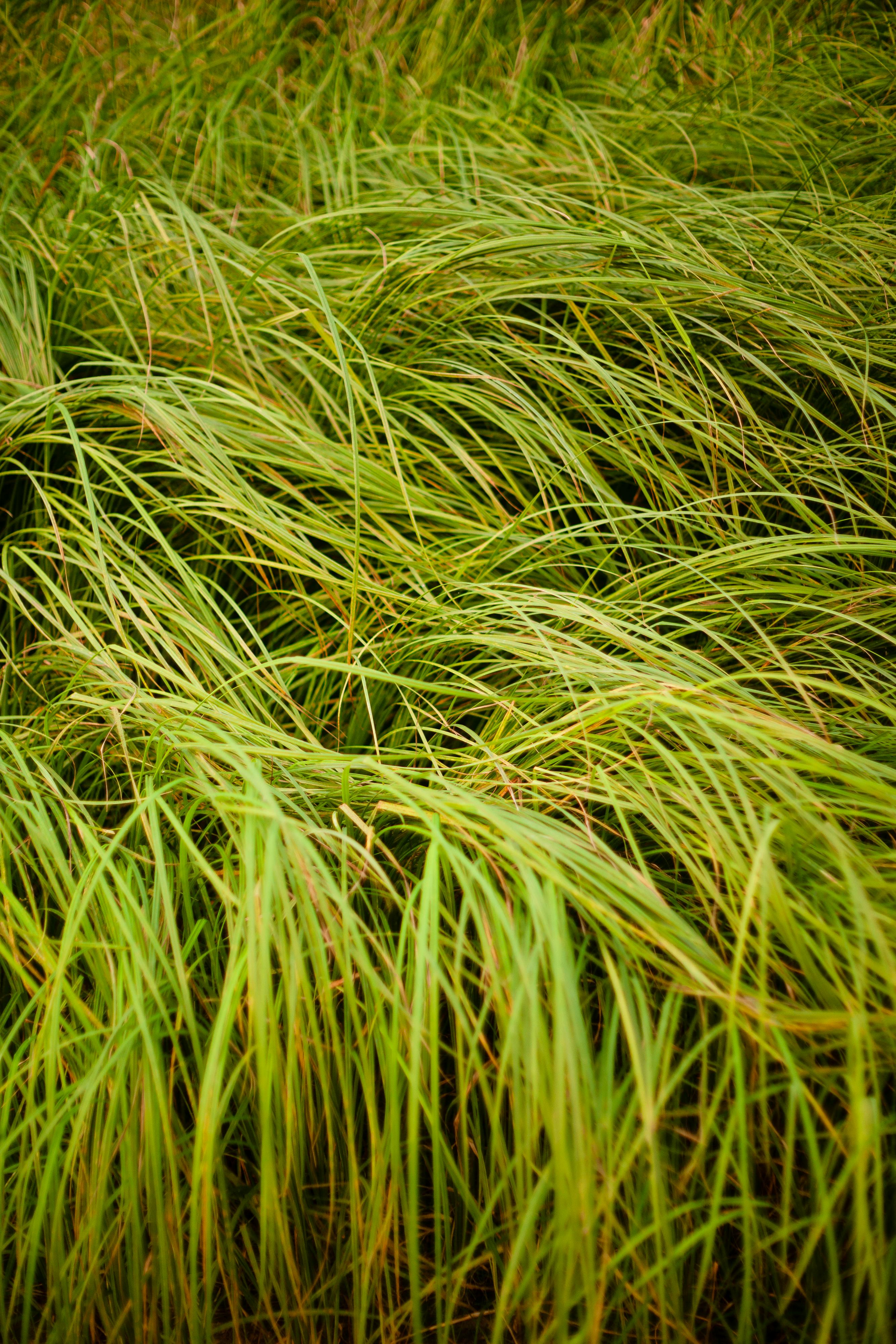 Dark Green Grass on White Sand · Free Stock Photo