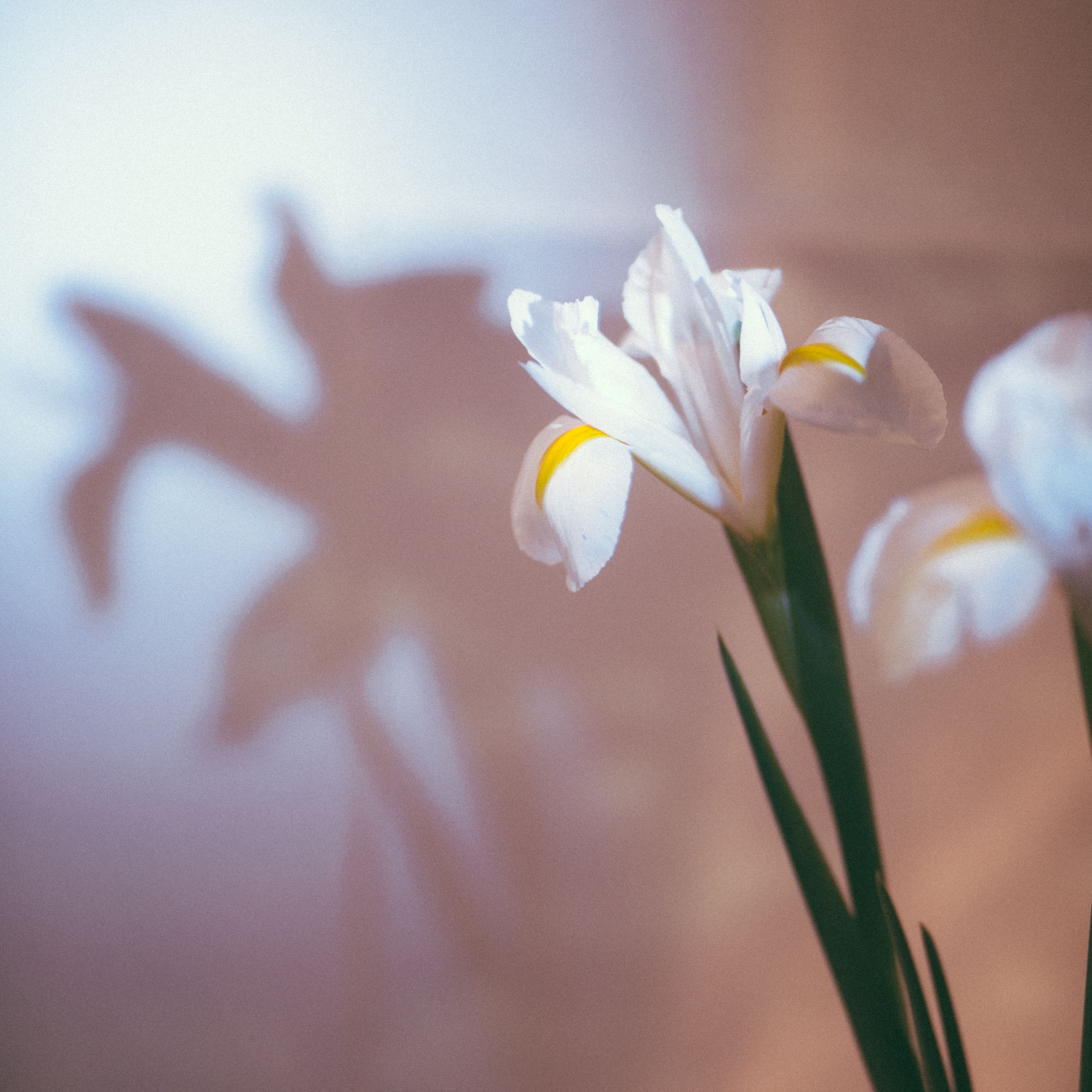 Iris Flower Photos, Download The BEST Free Iris Flower Stock Photos ...