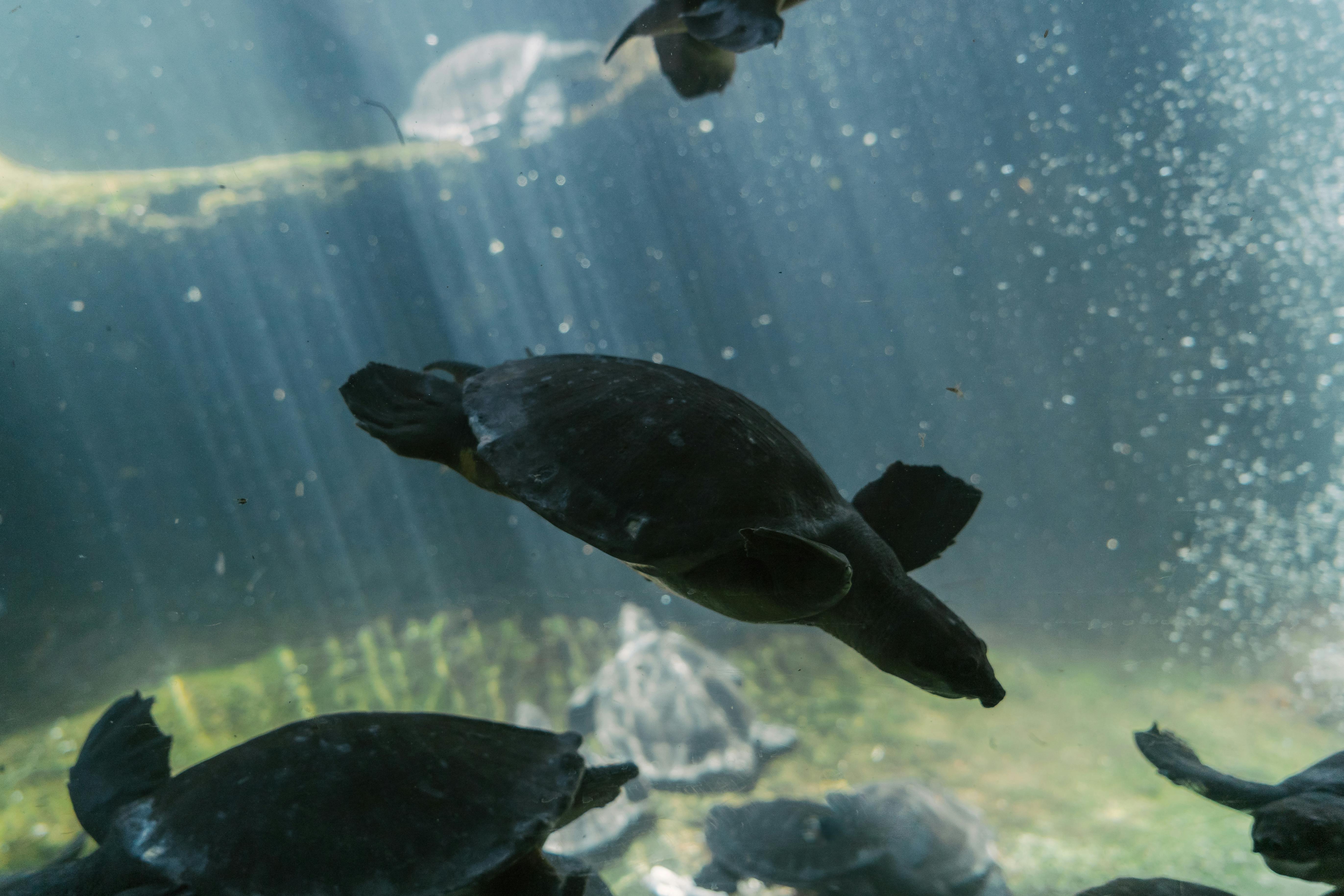Turtles Swimming Underwater · Free Stock Photo
