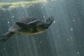 Exploring Semi Aquatic Reptiles: Unique Species and Habitats