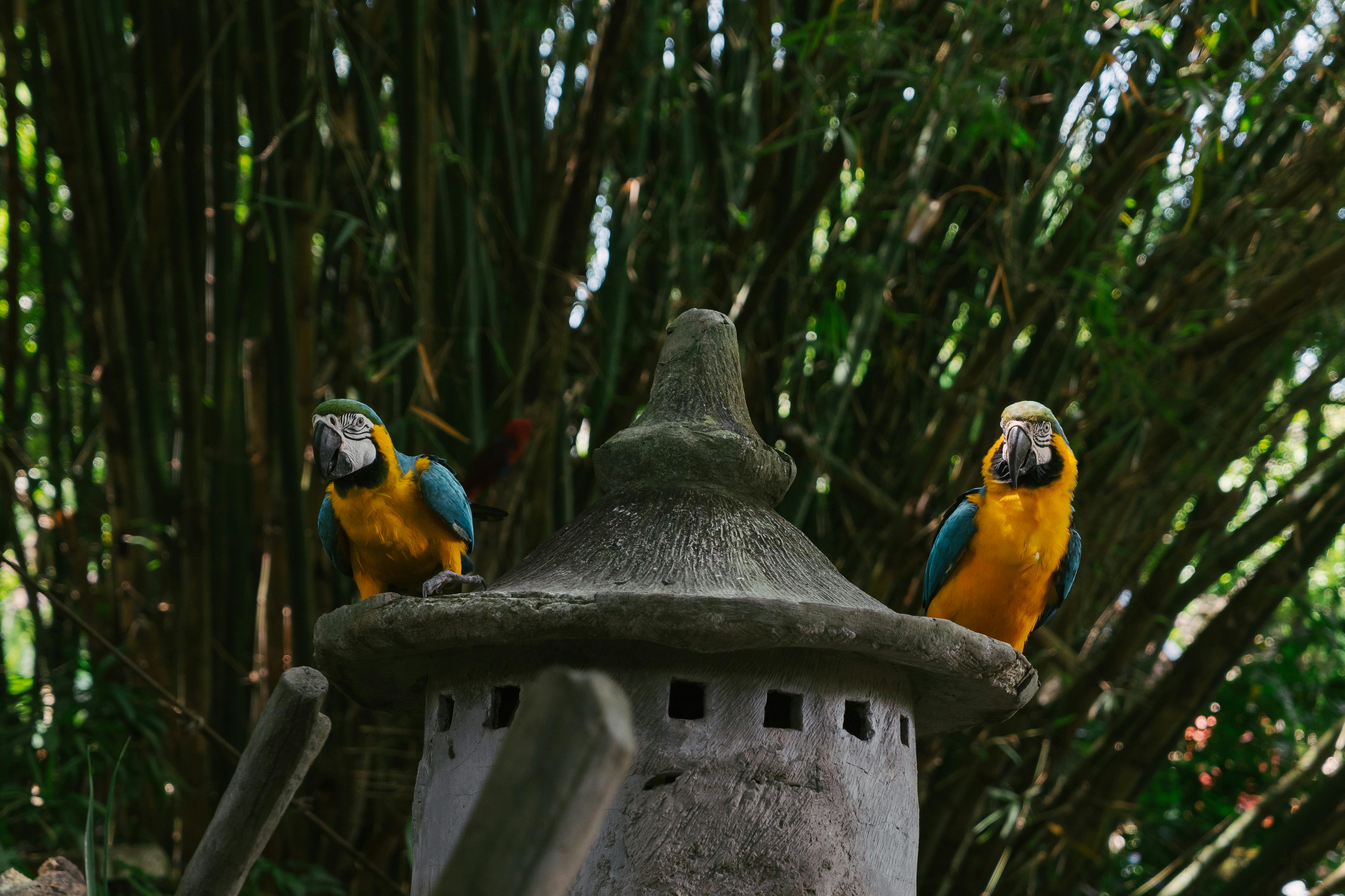 Trinidad Parrots In Bamboo Photos, Download The BEST Free Trinidad ...