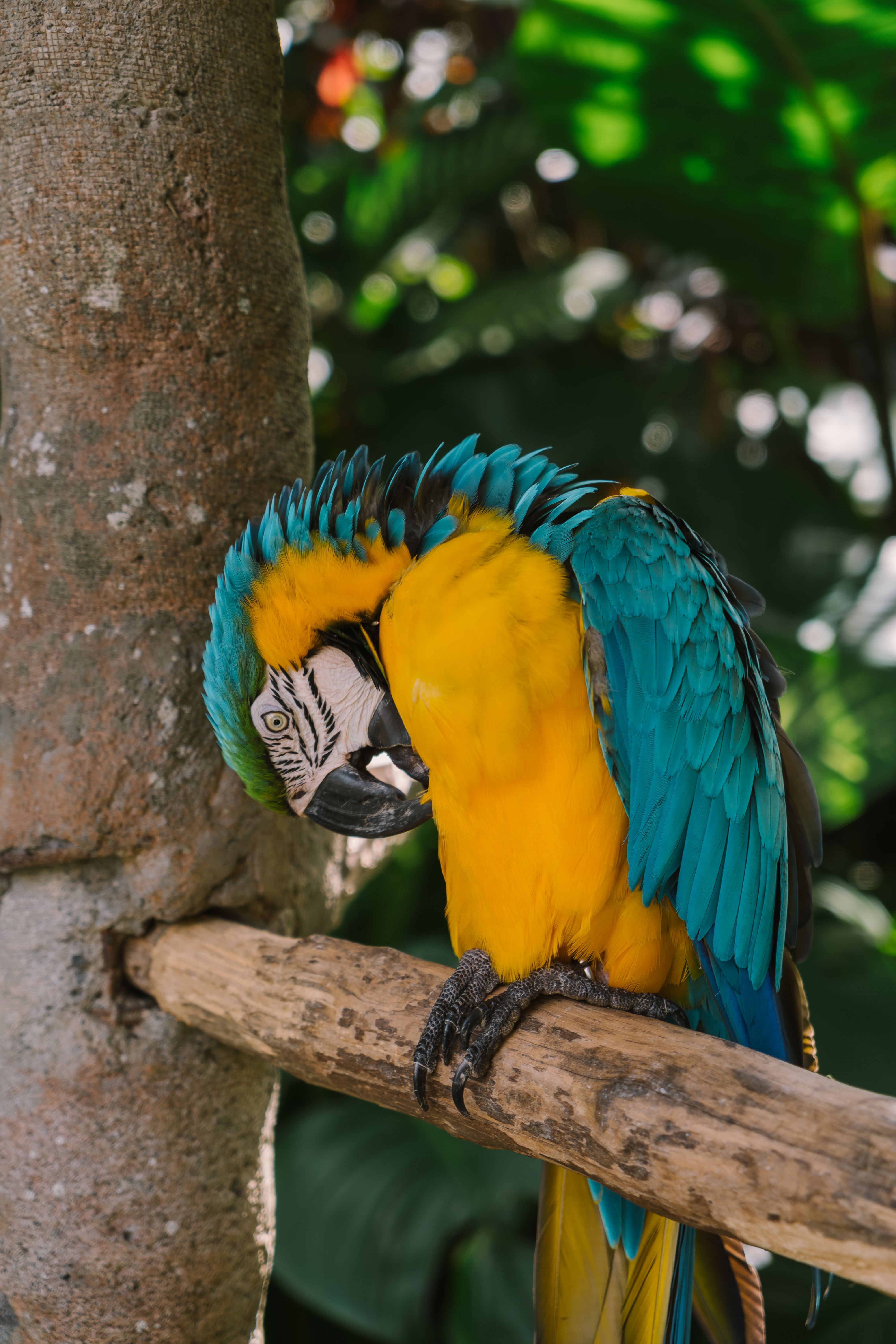 A Close-Up shot of a Macaw Bird · Free Stock Photo