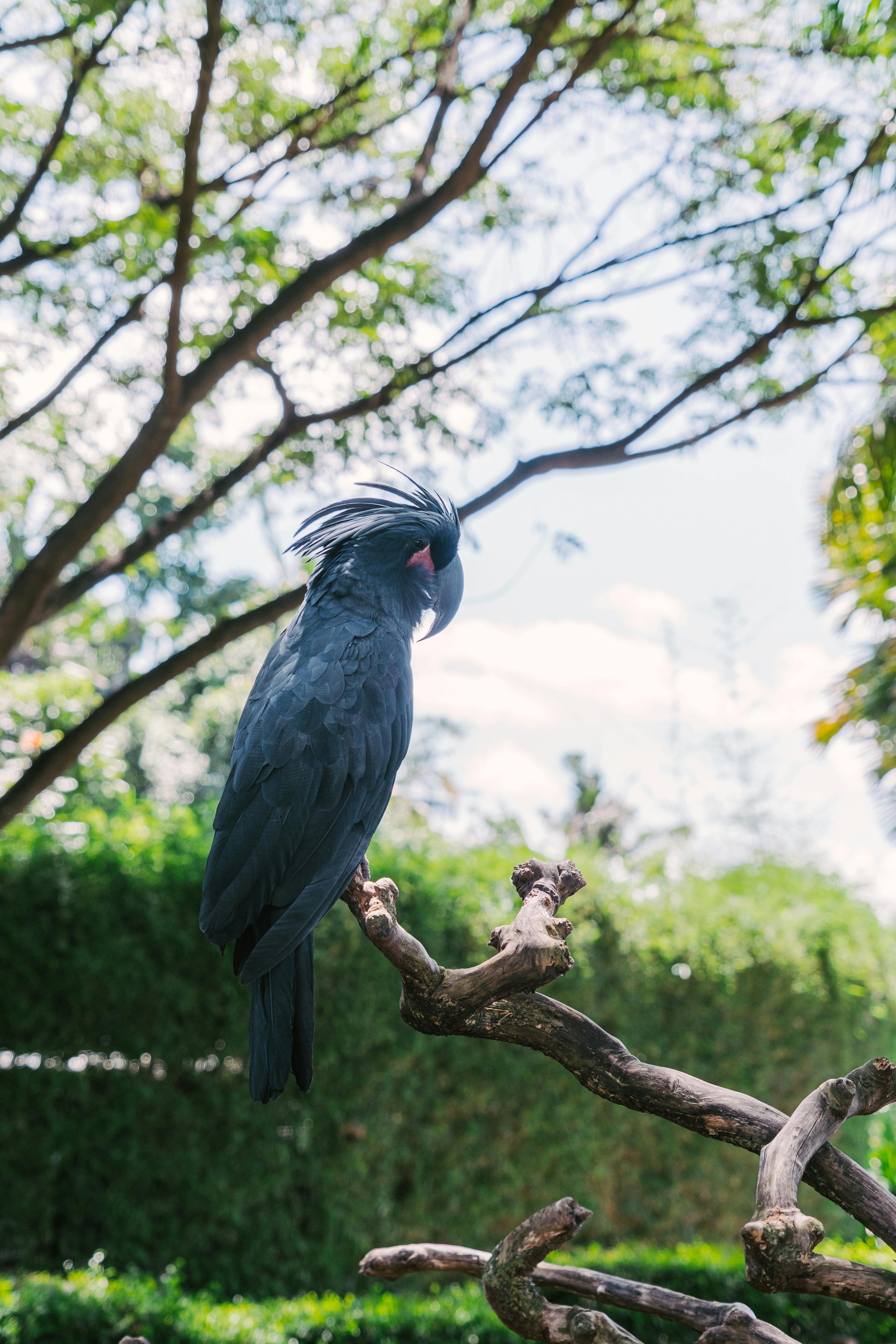Close Up Photo of Blue Bird · Free Stock Photo