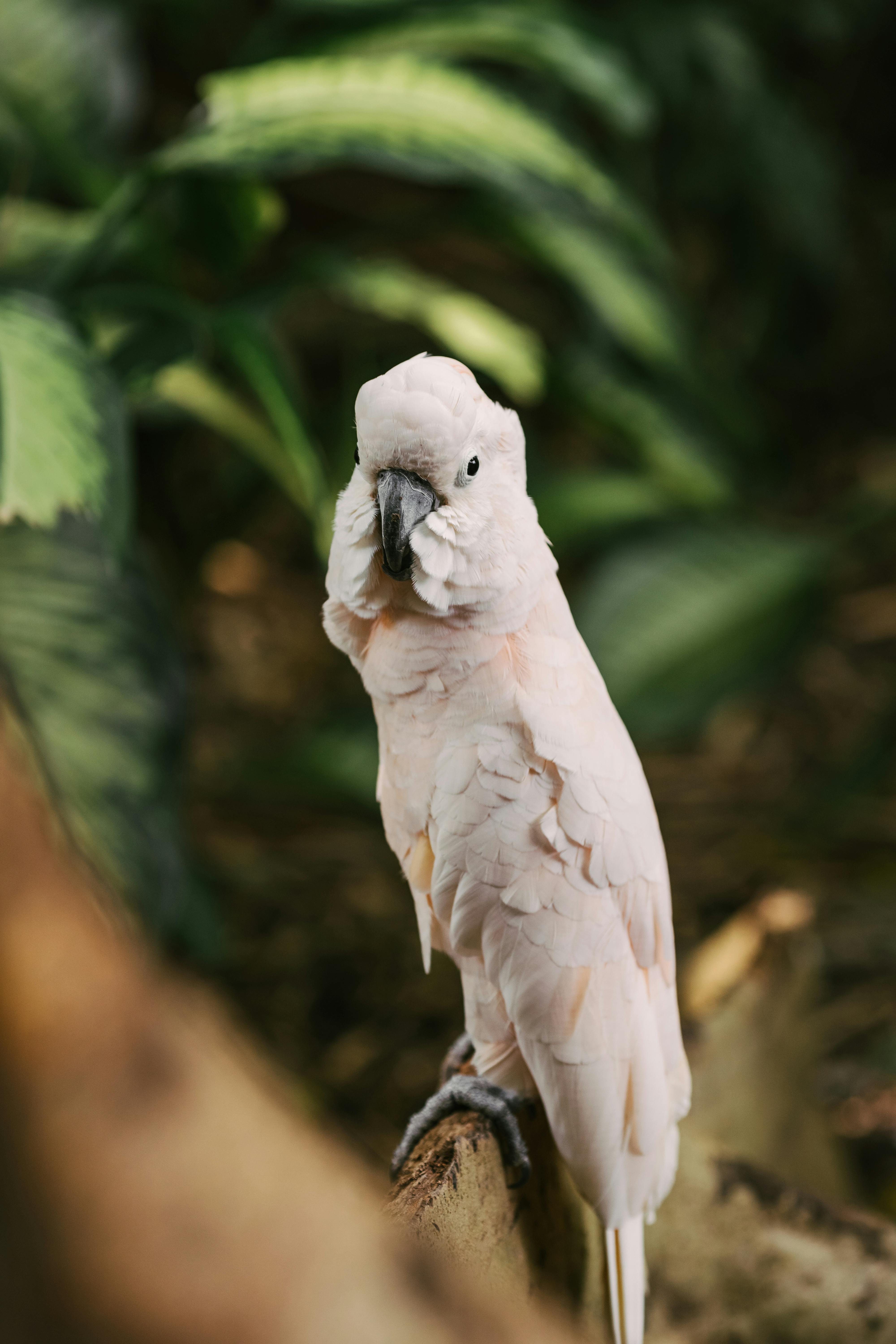 50+ besten Kakadu Fotos · 100 % kostenloser Download · Pexels Stock-Fotos