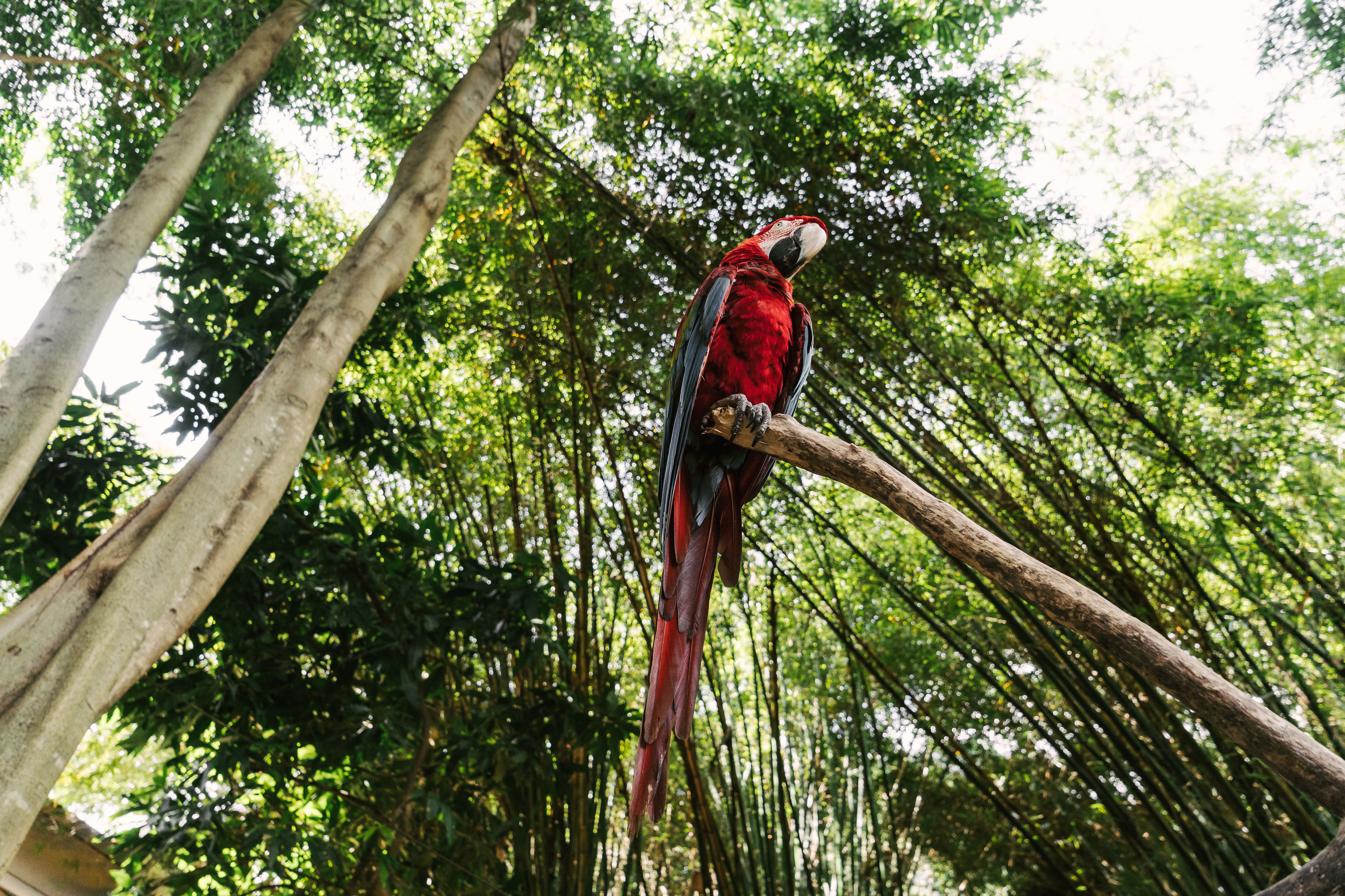 Red Parrot Perched on a Wooden Stick · Free Stock Photo