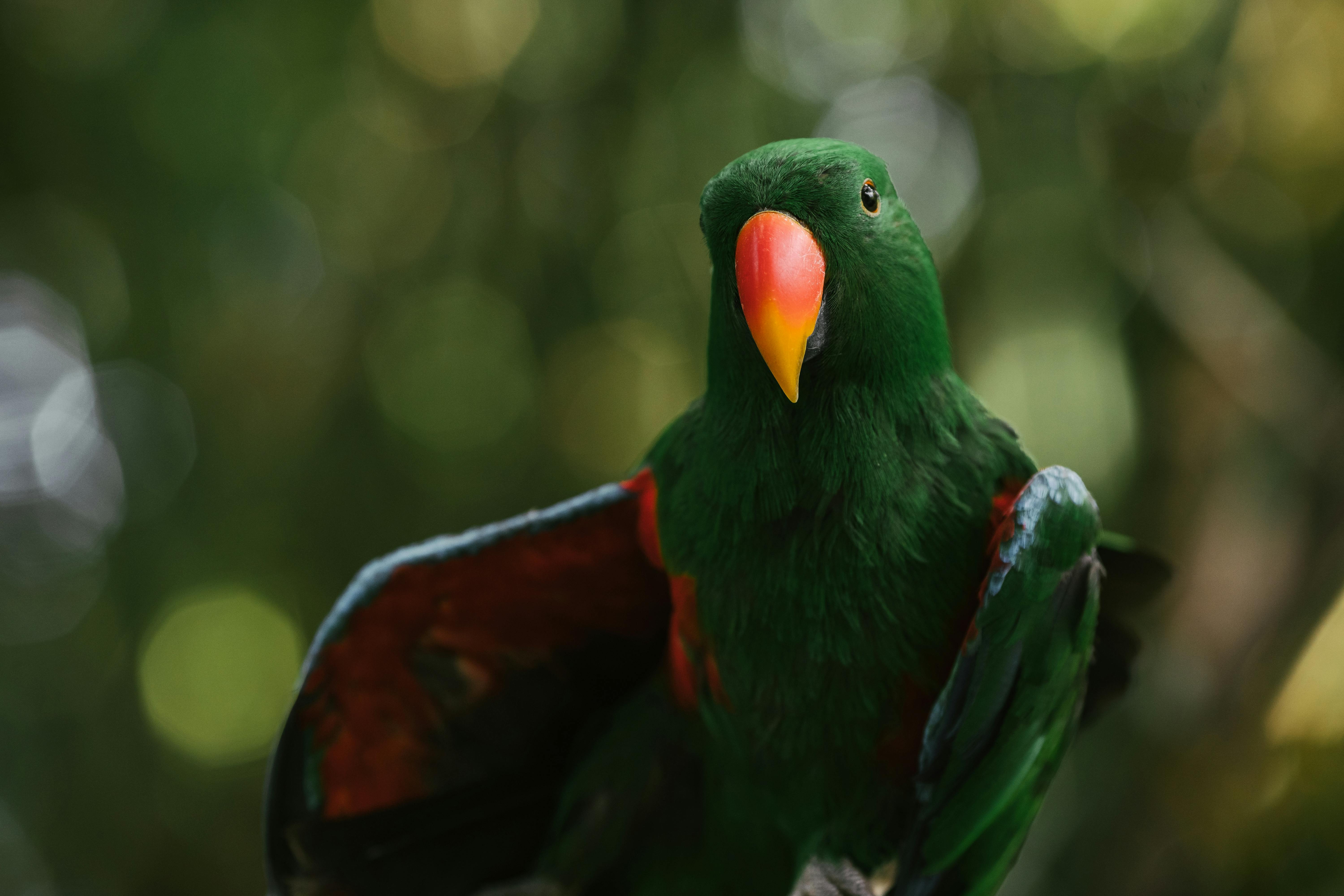 Eclectus Parrot in Close-Up Photography · Free Stock Photo