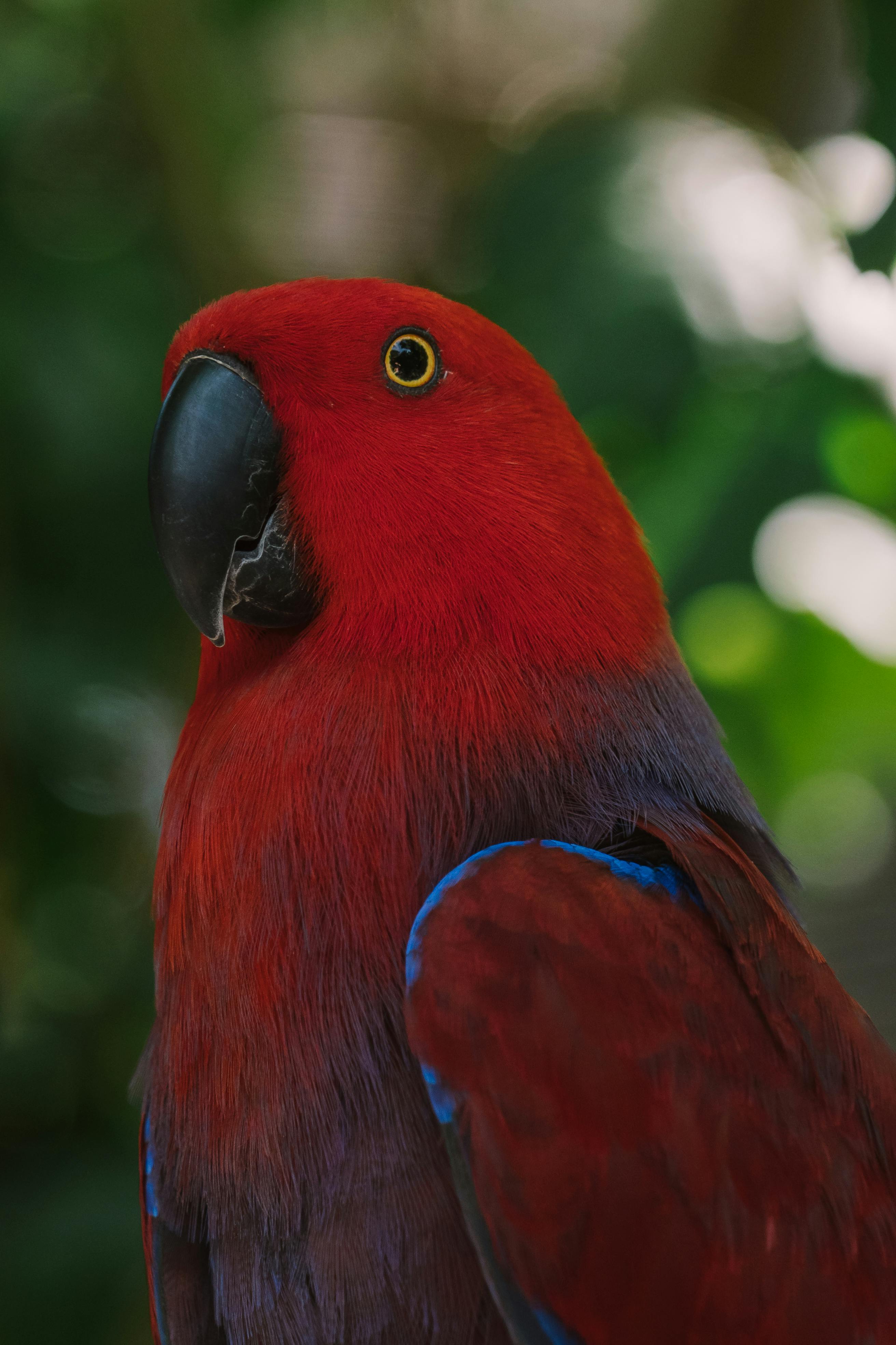 Red Bird with Black Beak in Close Up Photography · Free Stock Photo